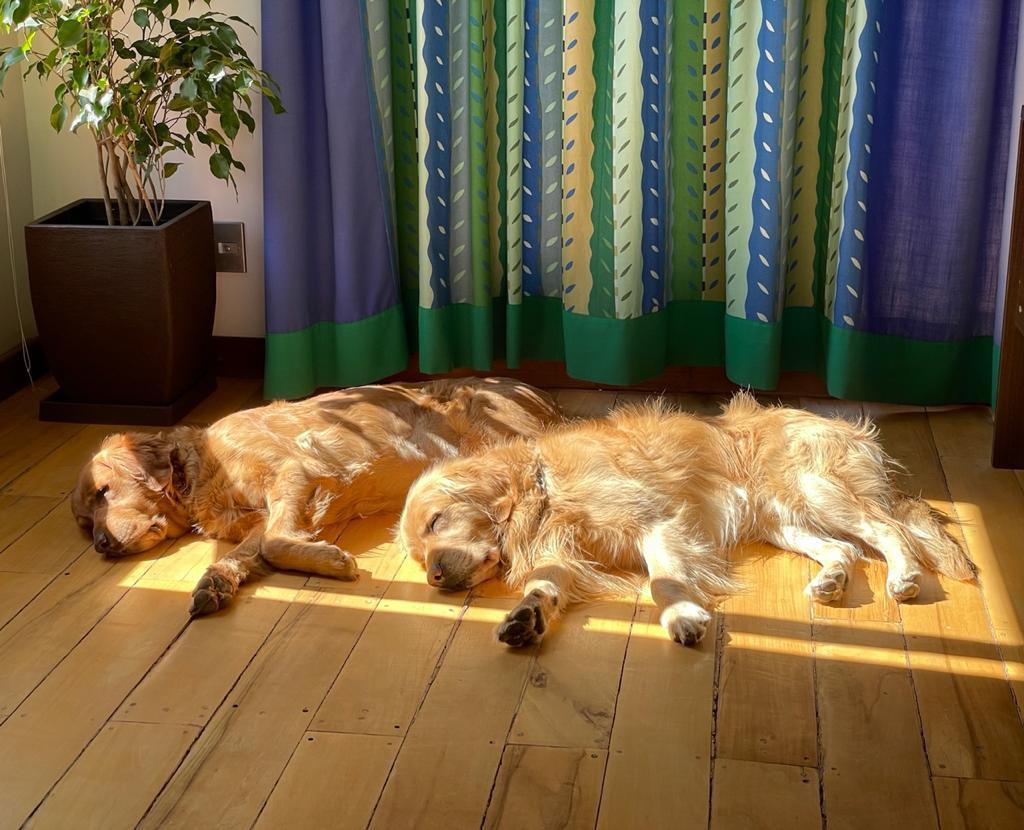 Two dogs, one spot of sun. | Scrolller