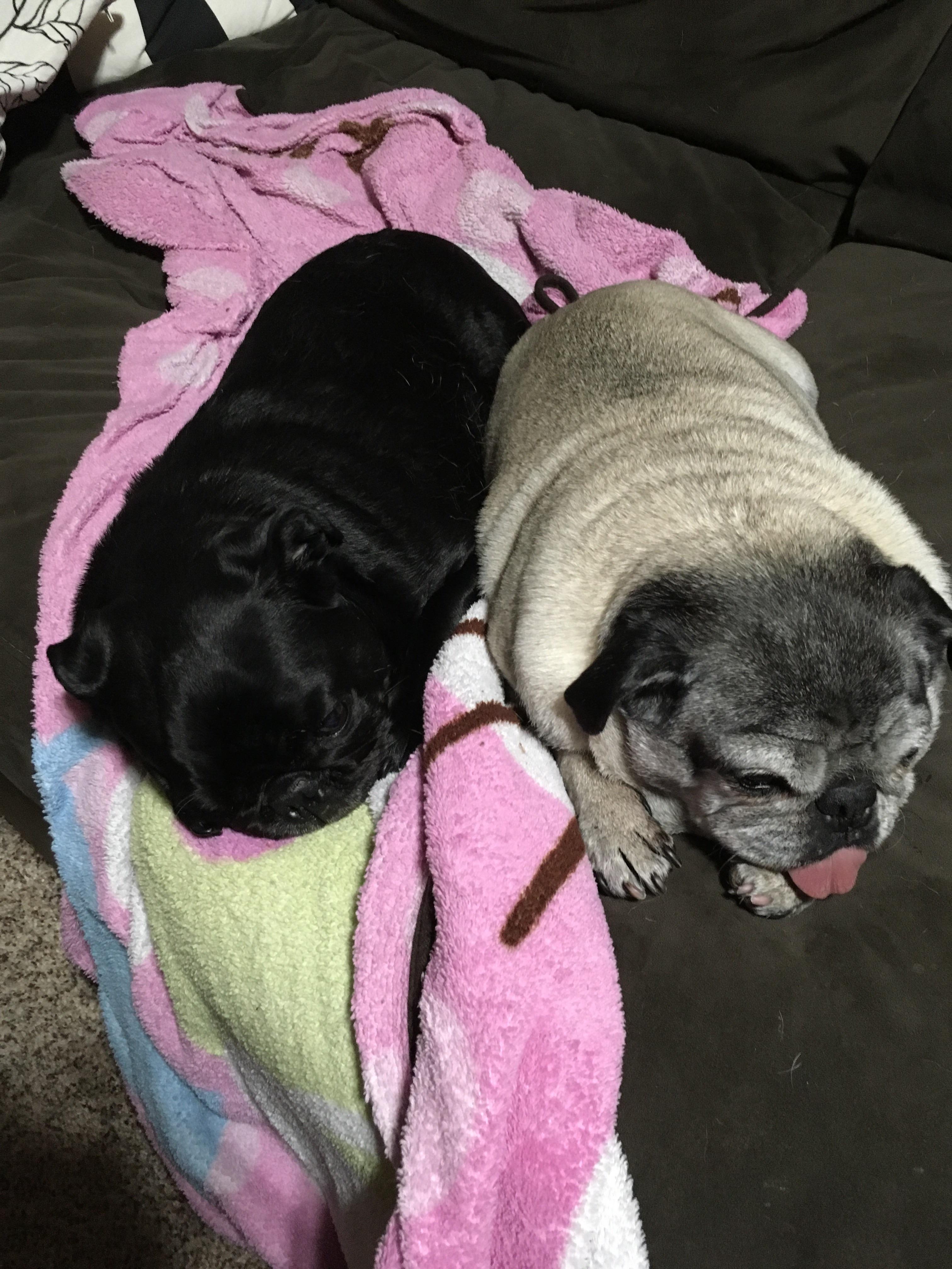 Two fresh pug loaves | Scrolller