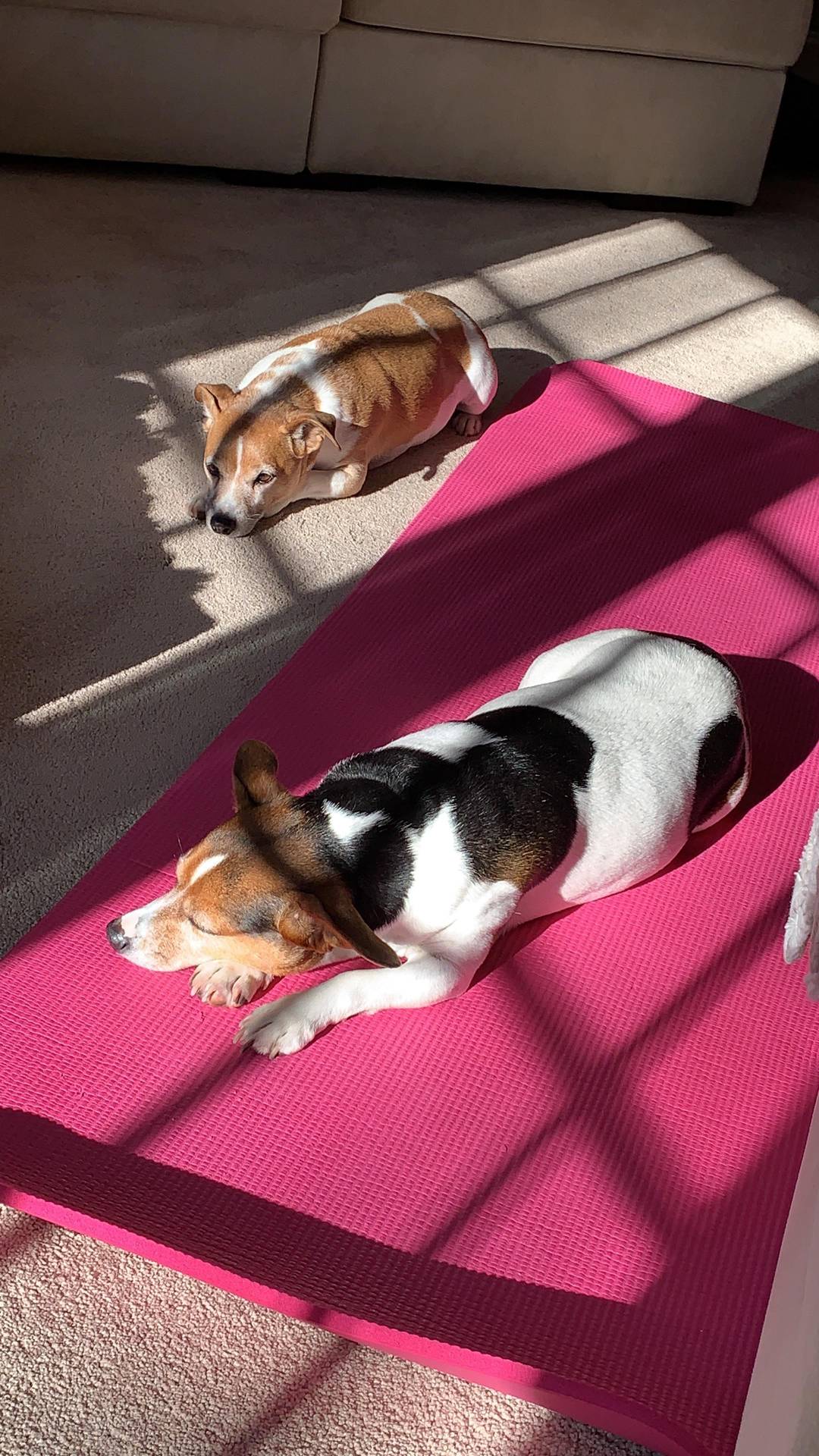 Two loaves a’loafing | Scrolller