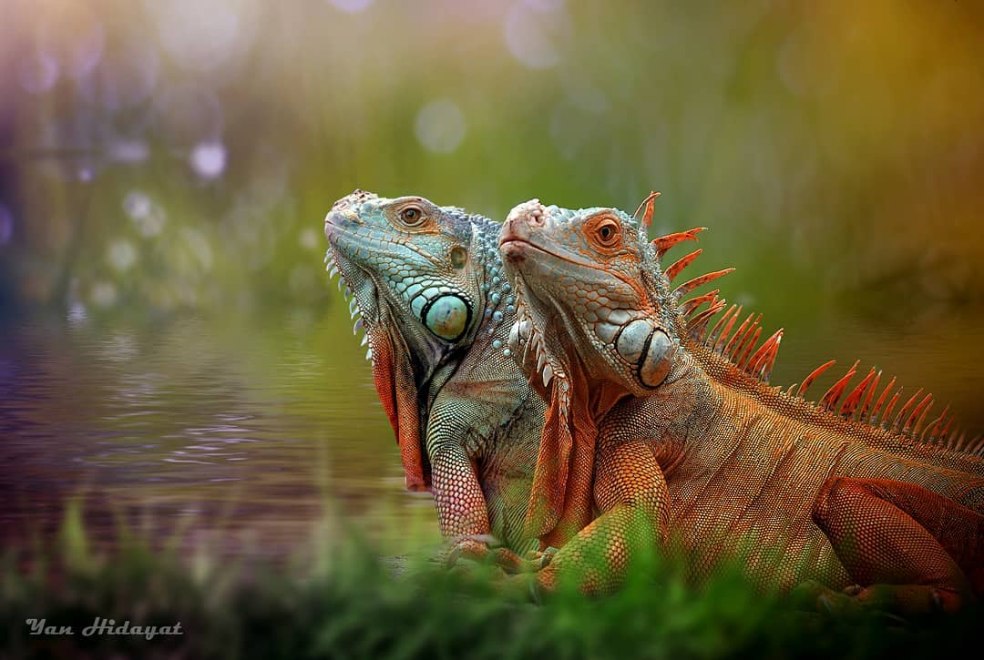 🔥 two proud iguanas 🔥 | Scrolller