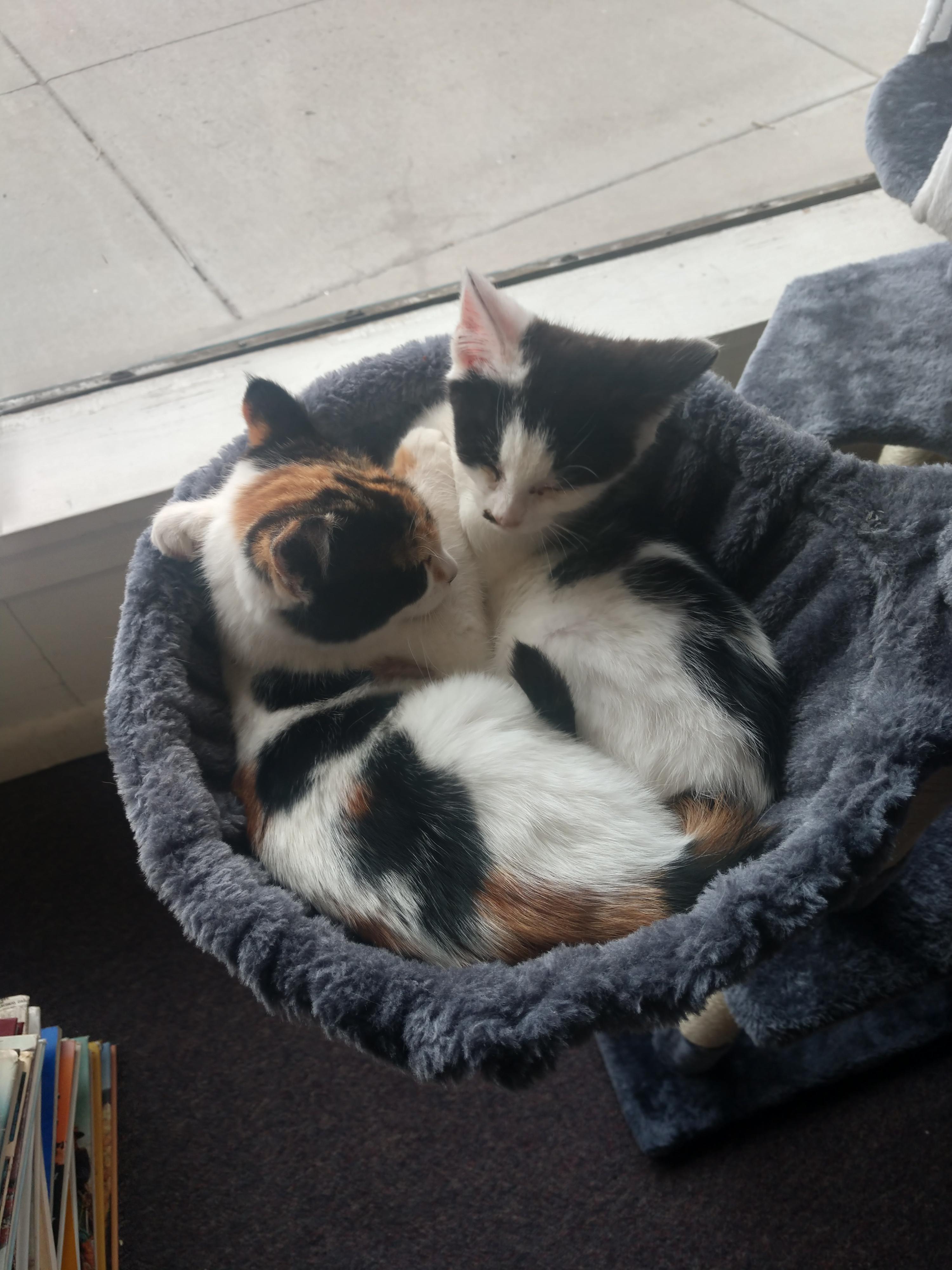 Two siblings sleeping together at a book store | Scrolller