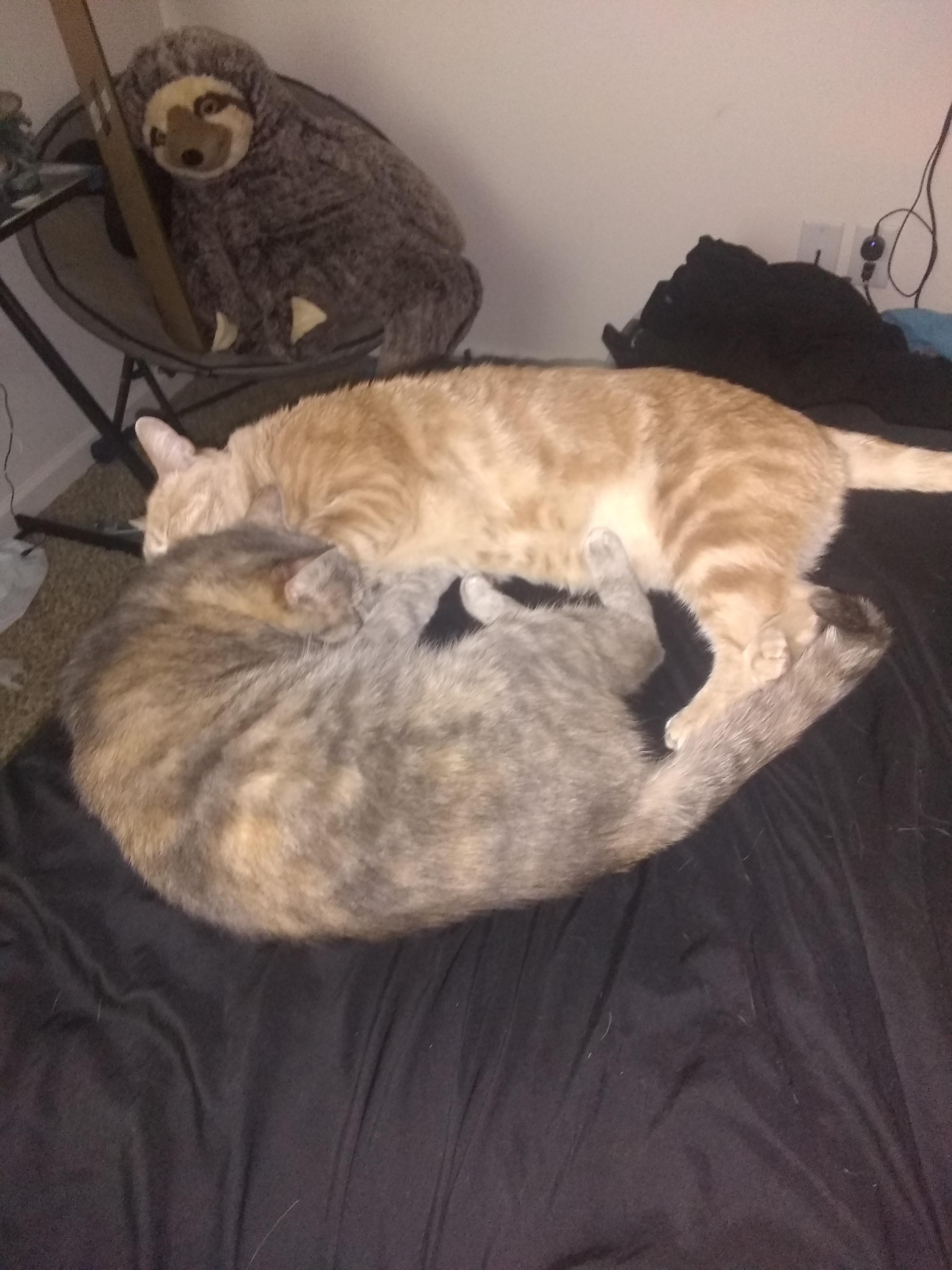 Two sleeping cats | Scrolller