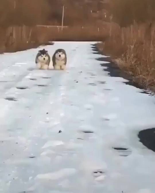 Two synchronized balls of floof | Scrolller