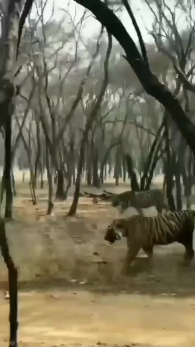 Big catslaps | Scrolller