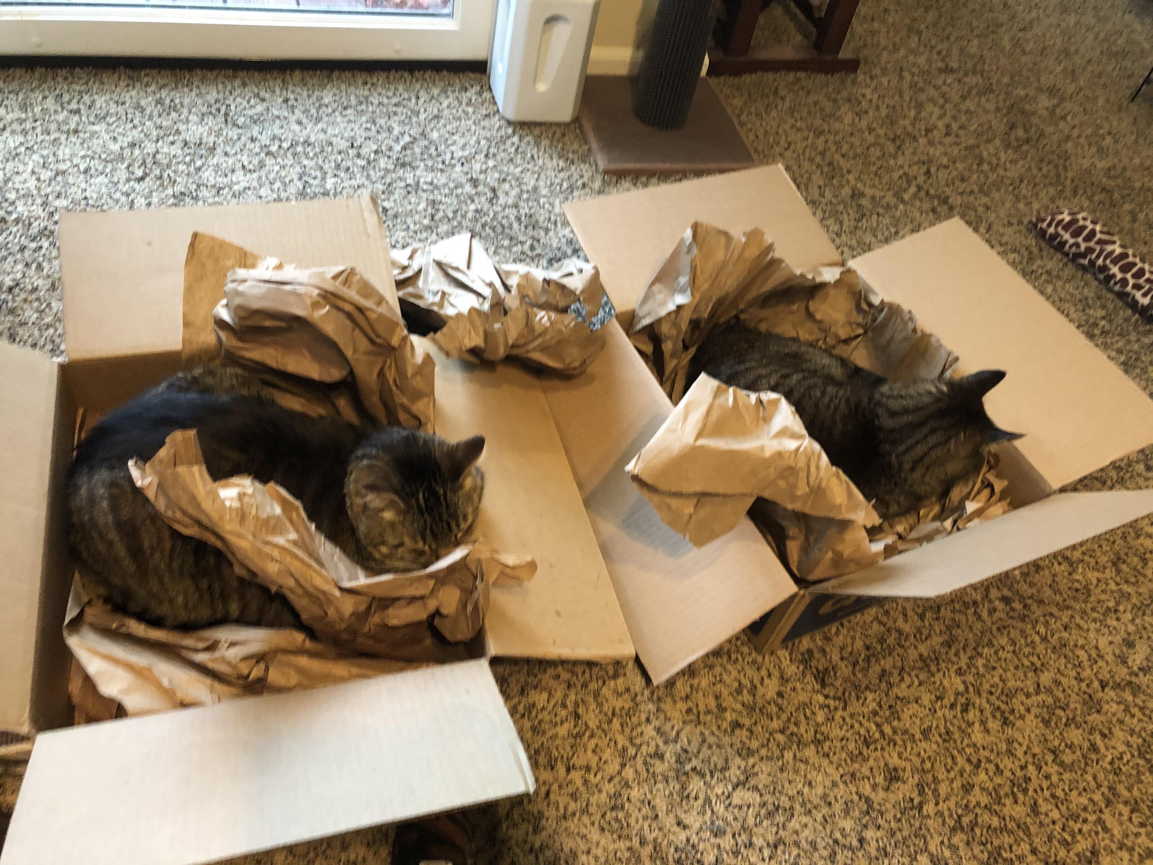 Two traps, two cats, success | Scrolller