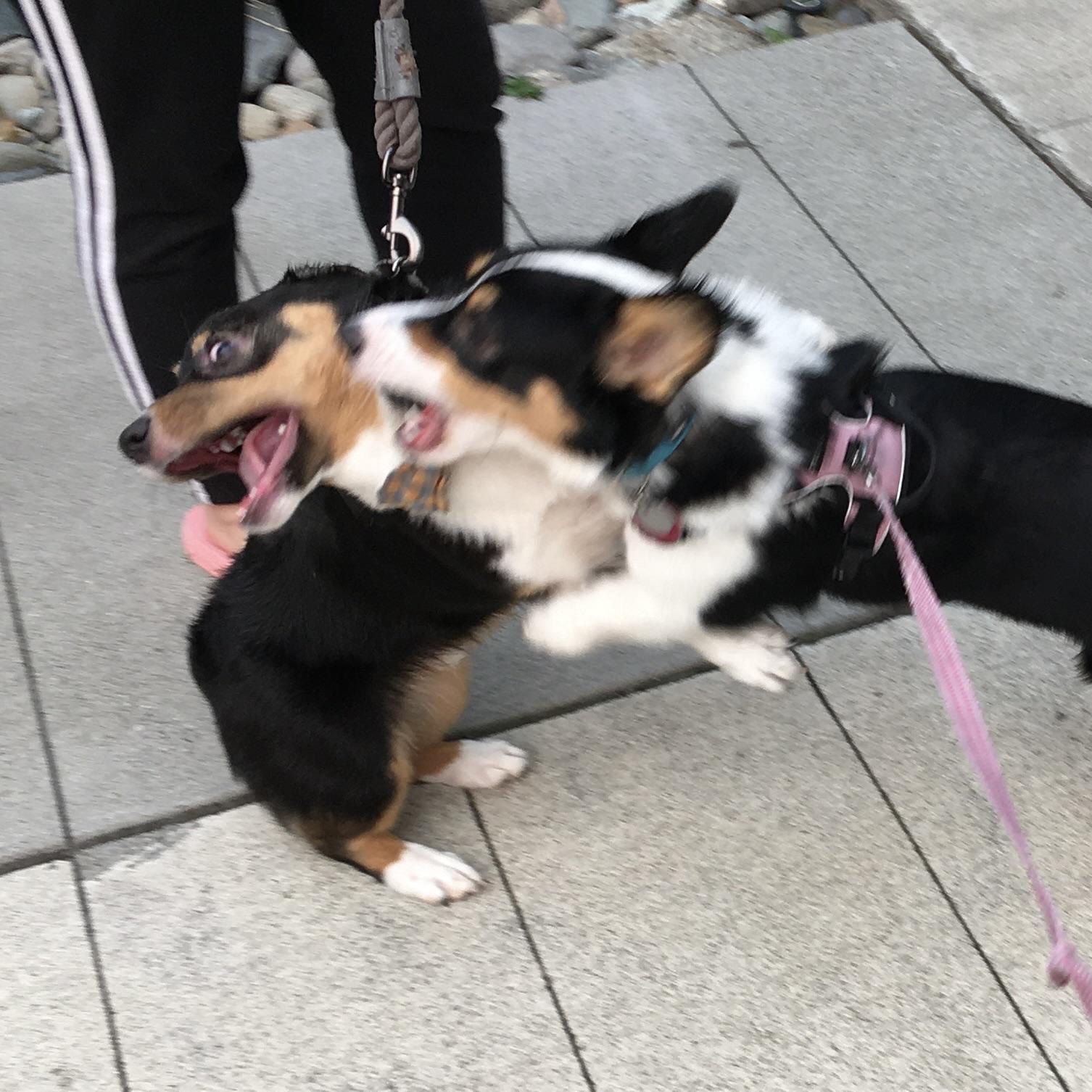 Two wrestling derps | Scrolller