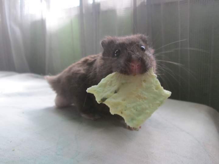 Uh oh! Hello,hooman 🐹👋🏼🥰 | Scrolller