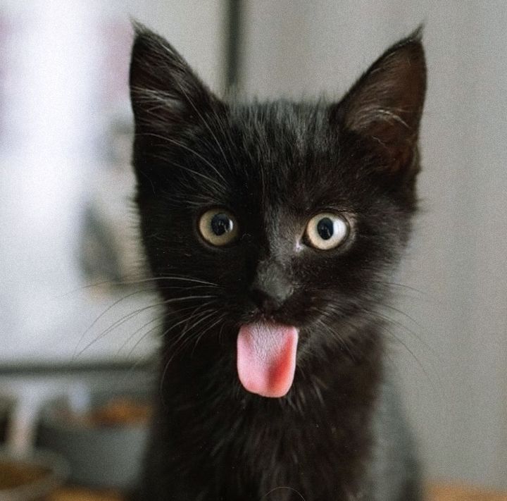 Ultimate blep | Scrolller