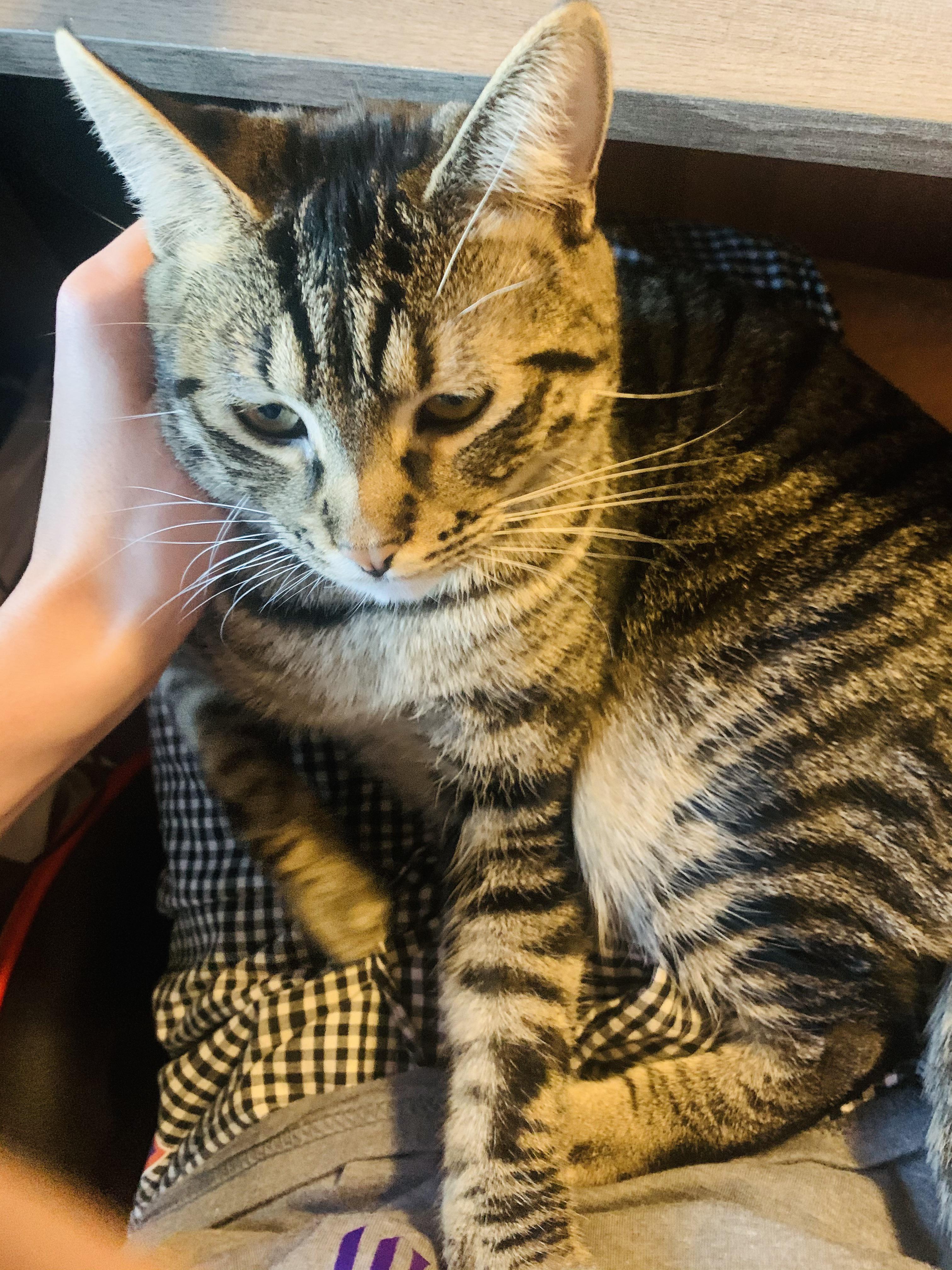 Uncle same the cat at it again | Scrolller