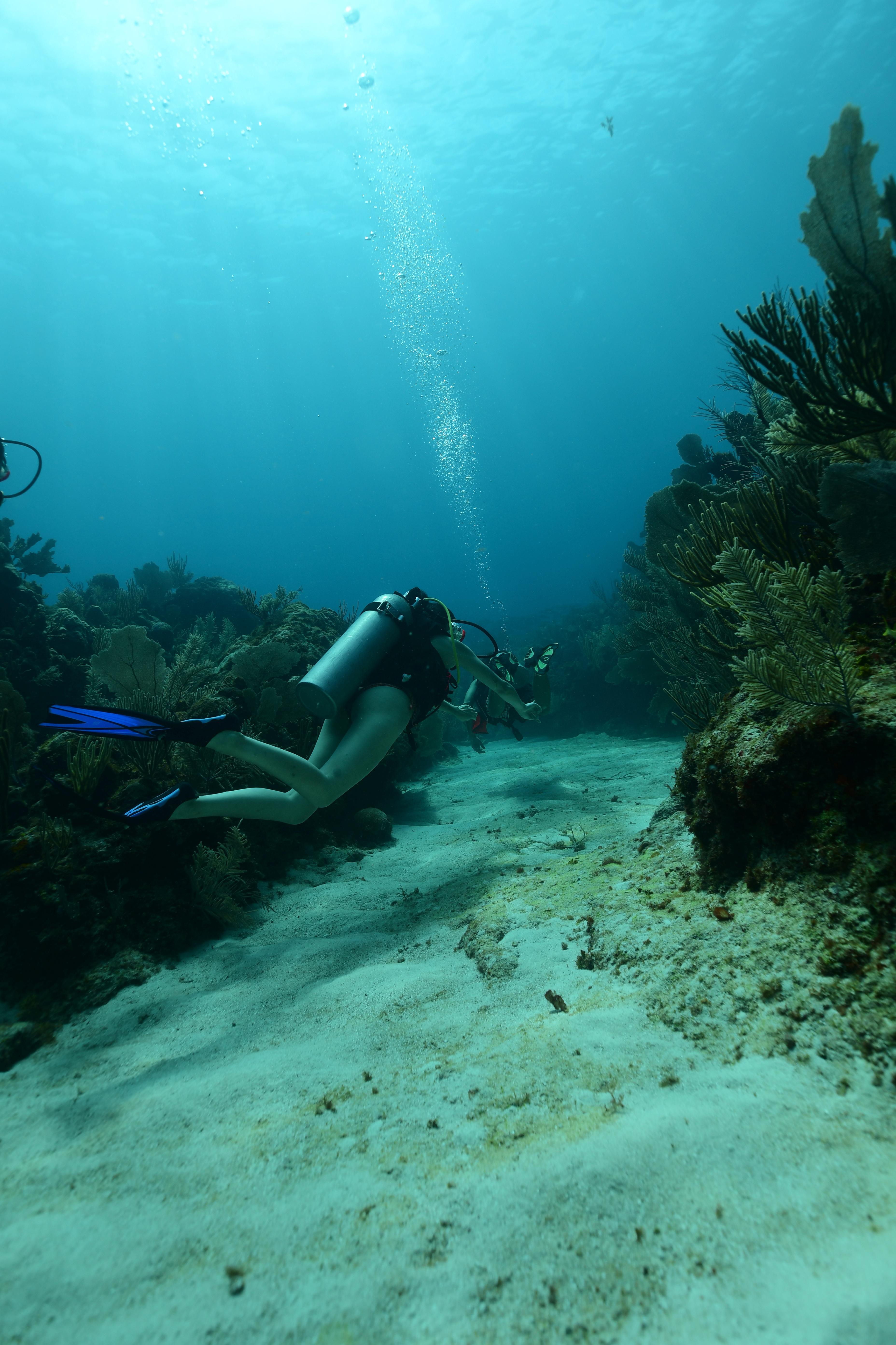 Under the sea | Scrolller