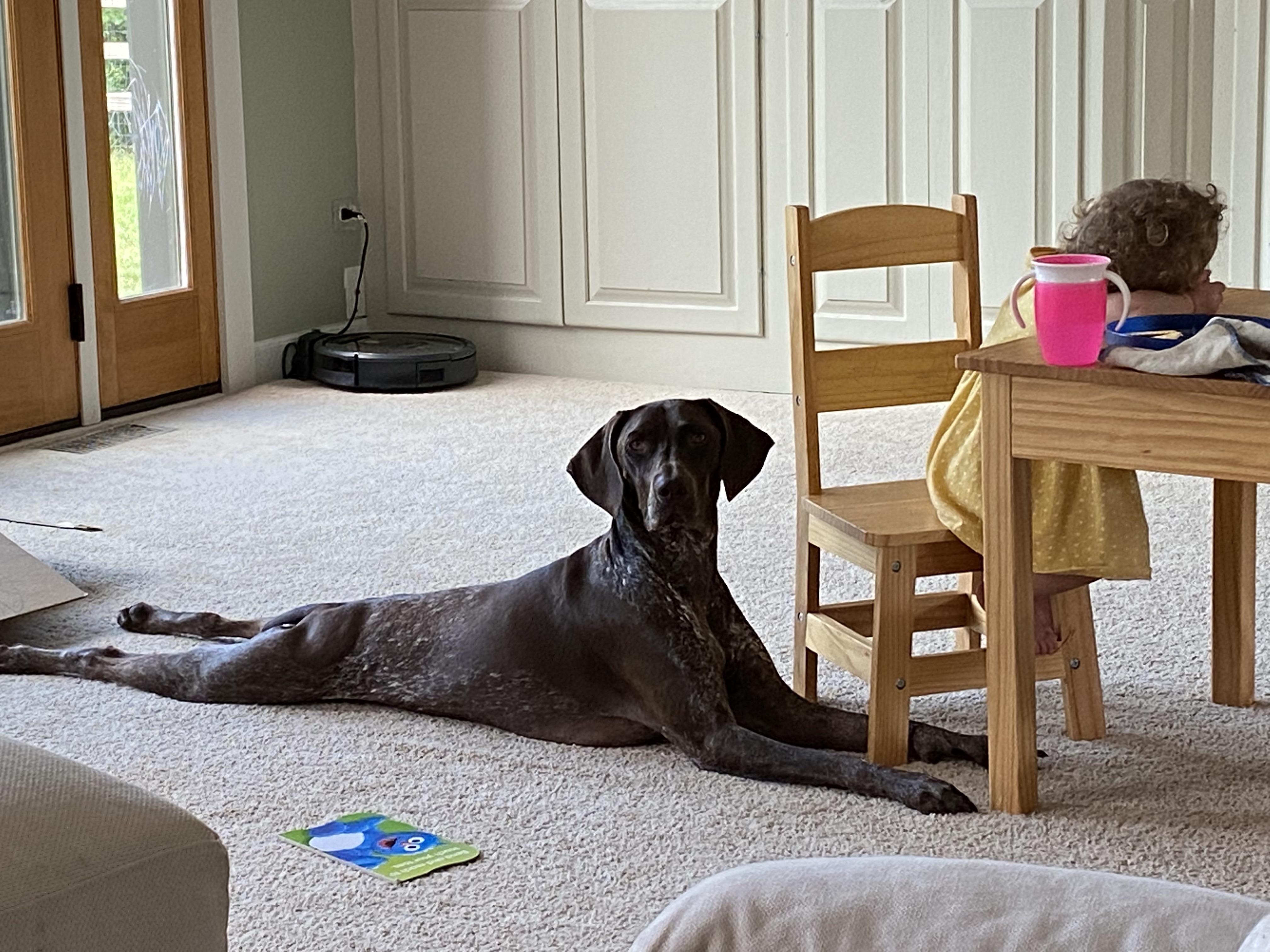 Under the watchful eyes of our beloved GSP, Chelsea. | Scrolller