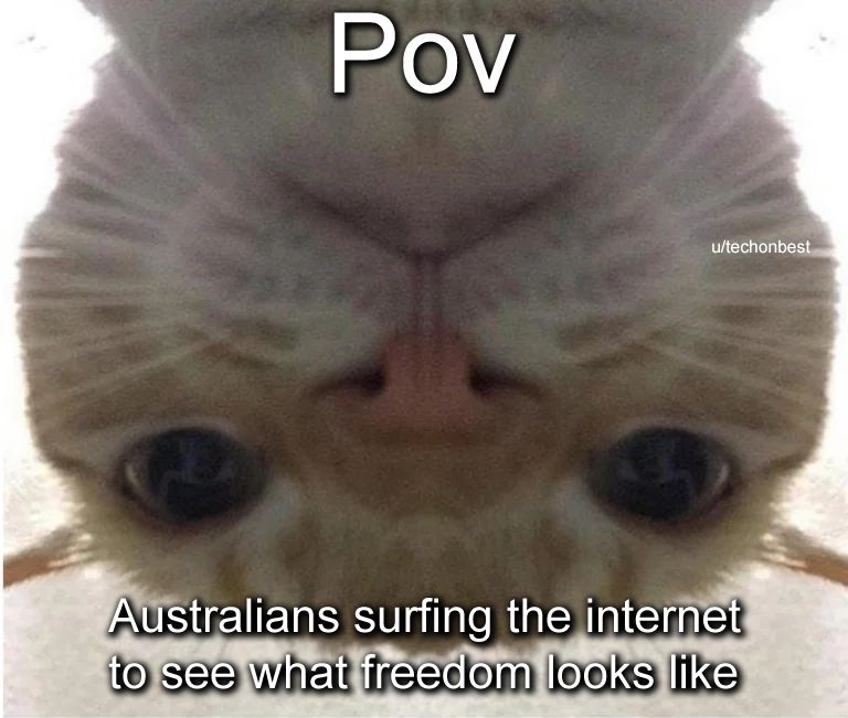 upside down cat | Scrolller