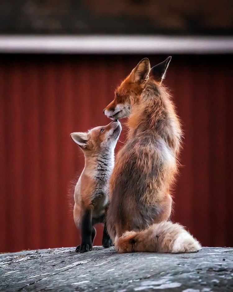 Urban foxes | Scrolller