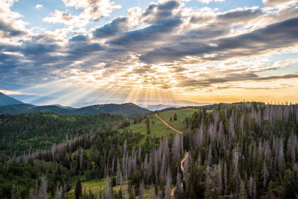 Utah Sun Rays | Scrolller