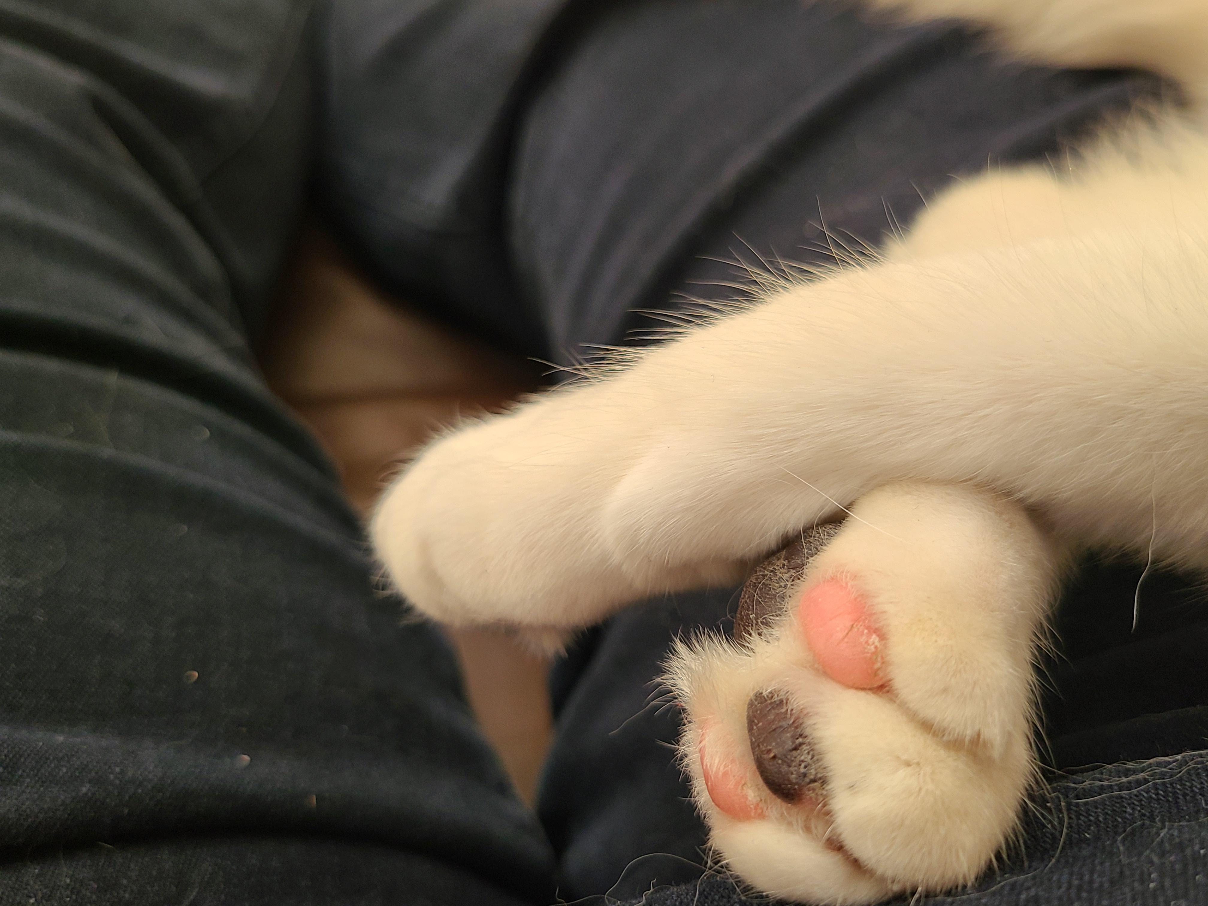 Variegated Paws | Scrolller