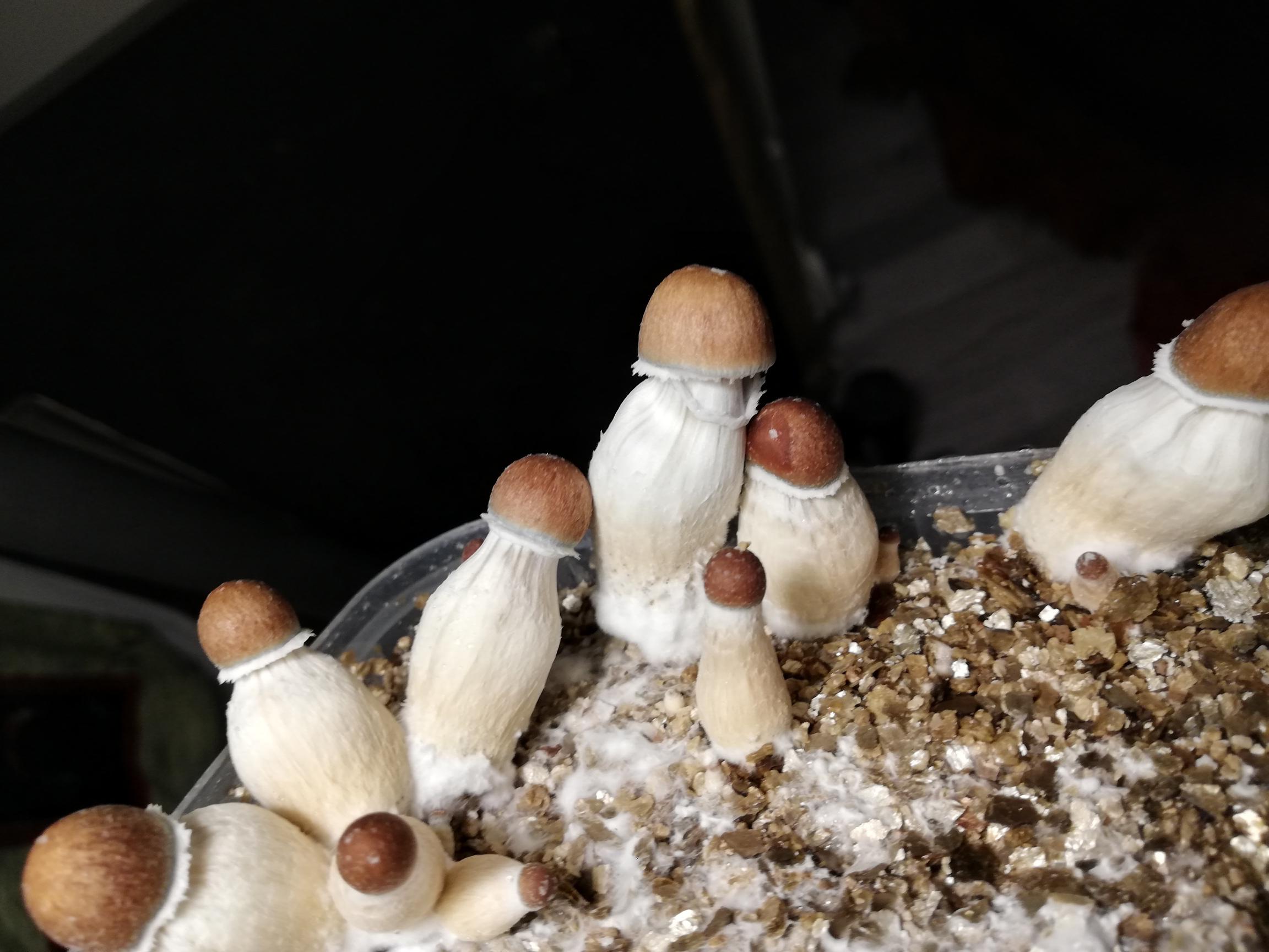 Veil break? | Scrolller