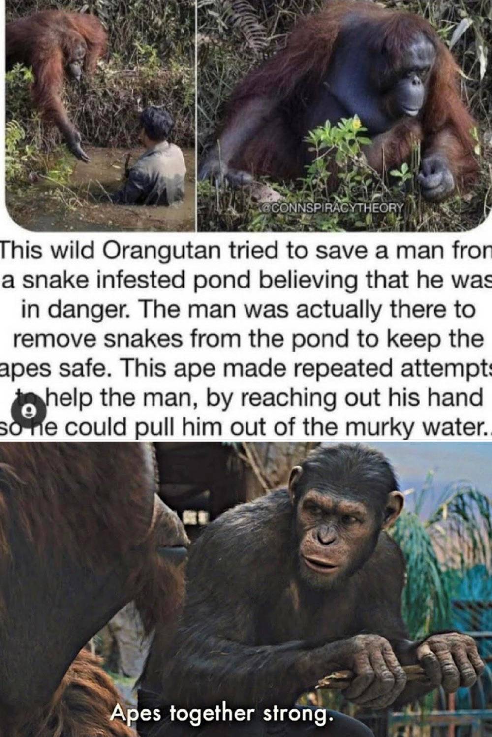 very good monke | Scrolller