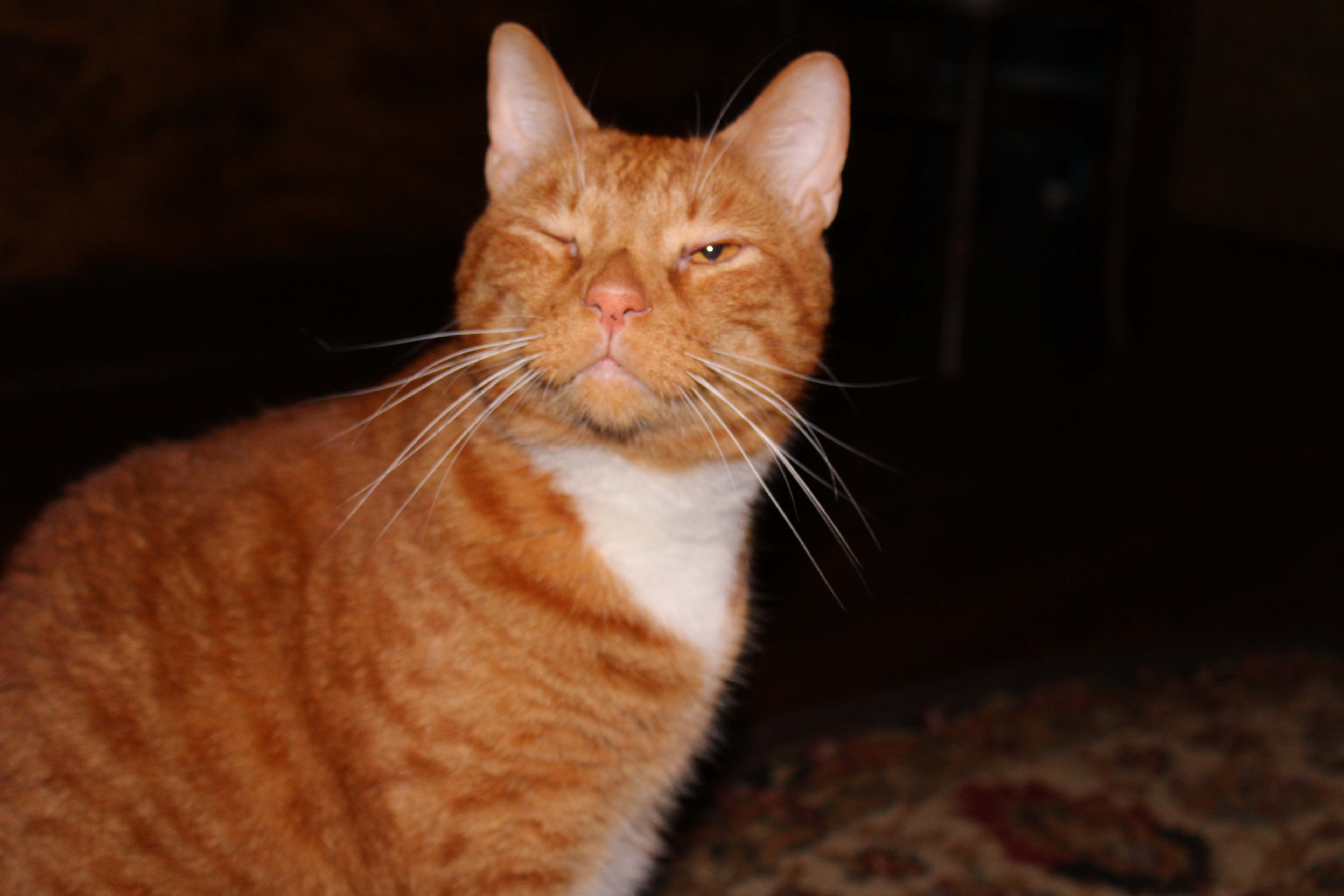 Very Handsome Orange Boy | Scrolller