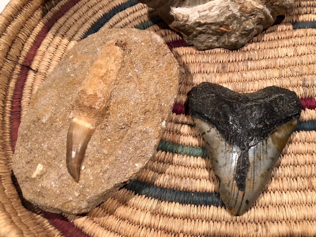 Very happy to just add this mosasaur tooth with root and an opalized megalodon tooth to my ...