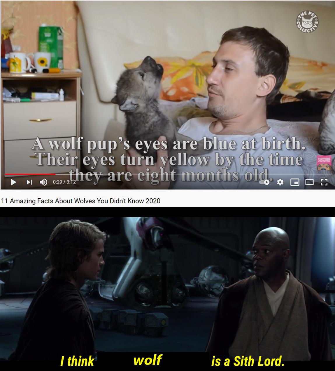 Very suspicious wolf | Scrolller