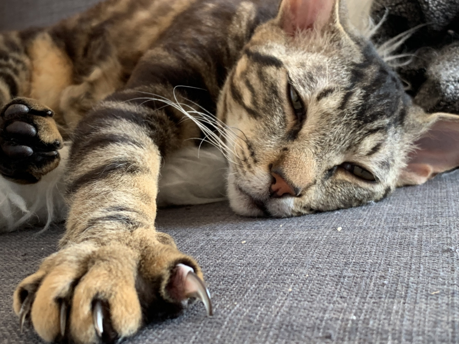 Very tired, still dangerous. | Scrolller