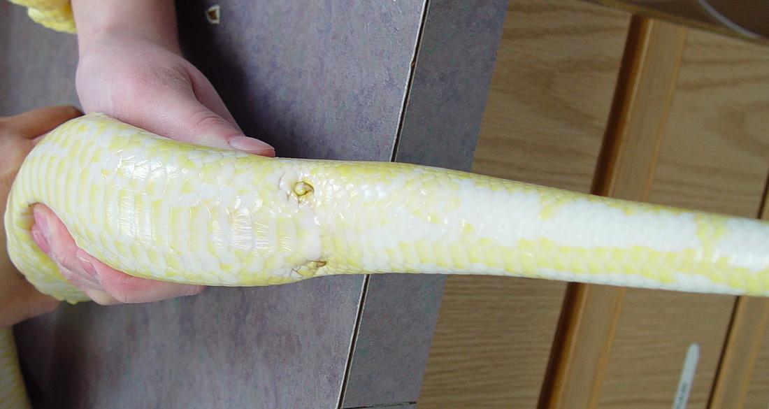 Vestigial limbs from an actual snake (ball python) | Scrolller