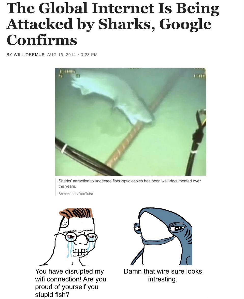 Virgin human vs the gigachad shark | Scrolller Virgin human vs the gigachad shark | Scrolller