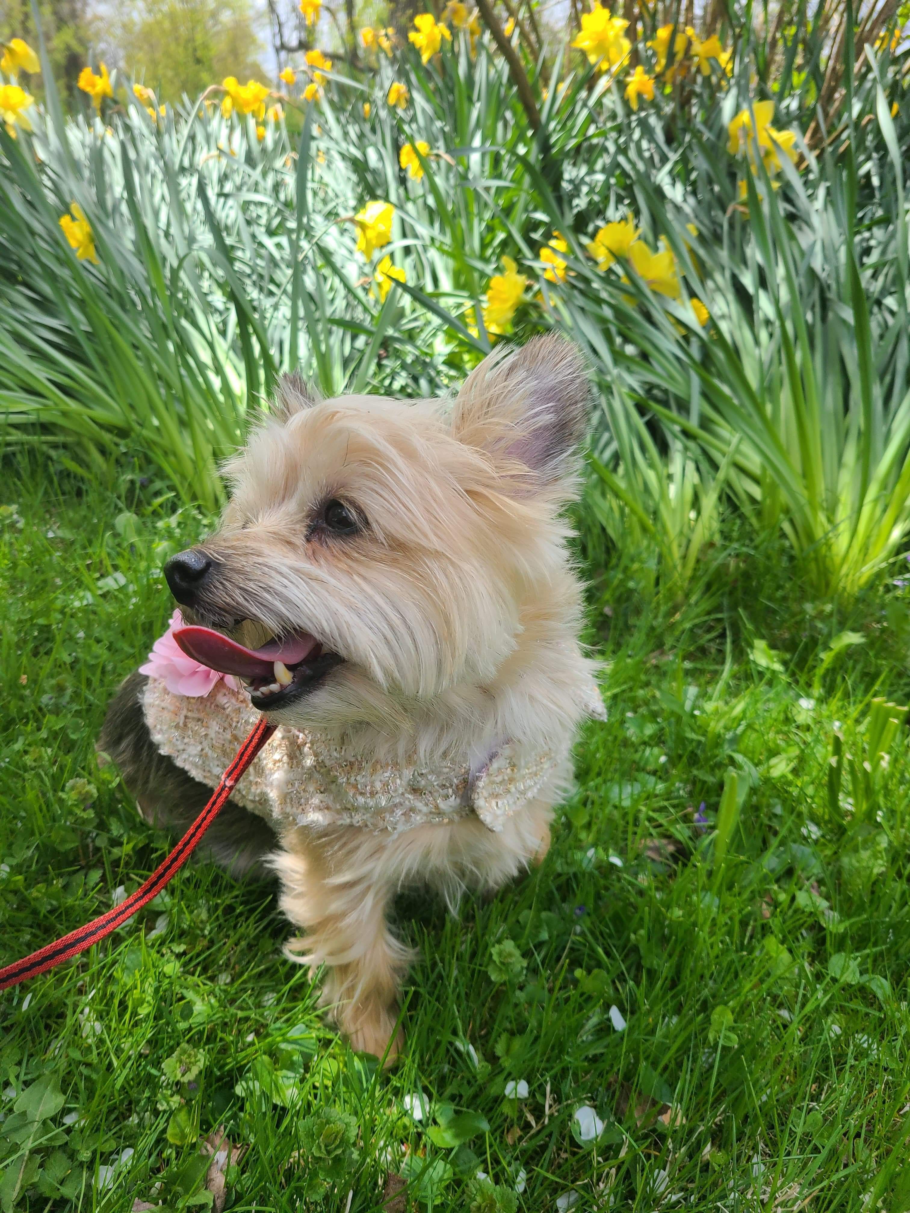 Walk in the Daffodils | Scrolller