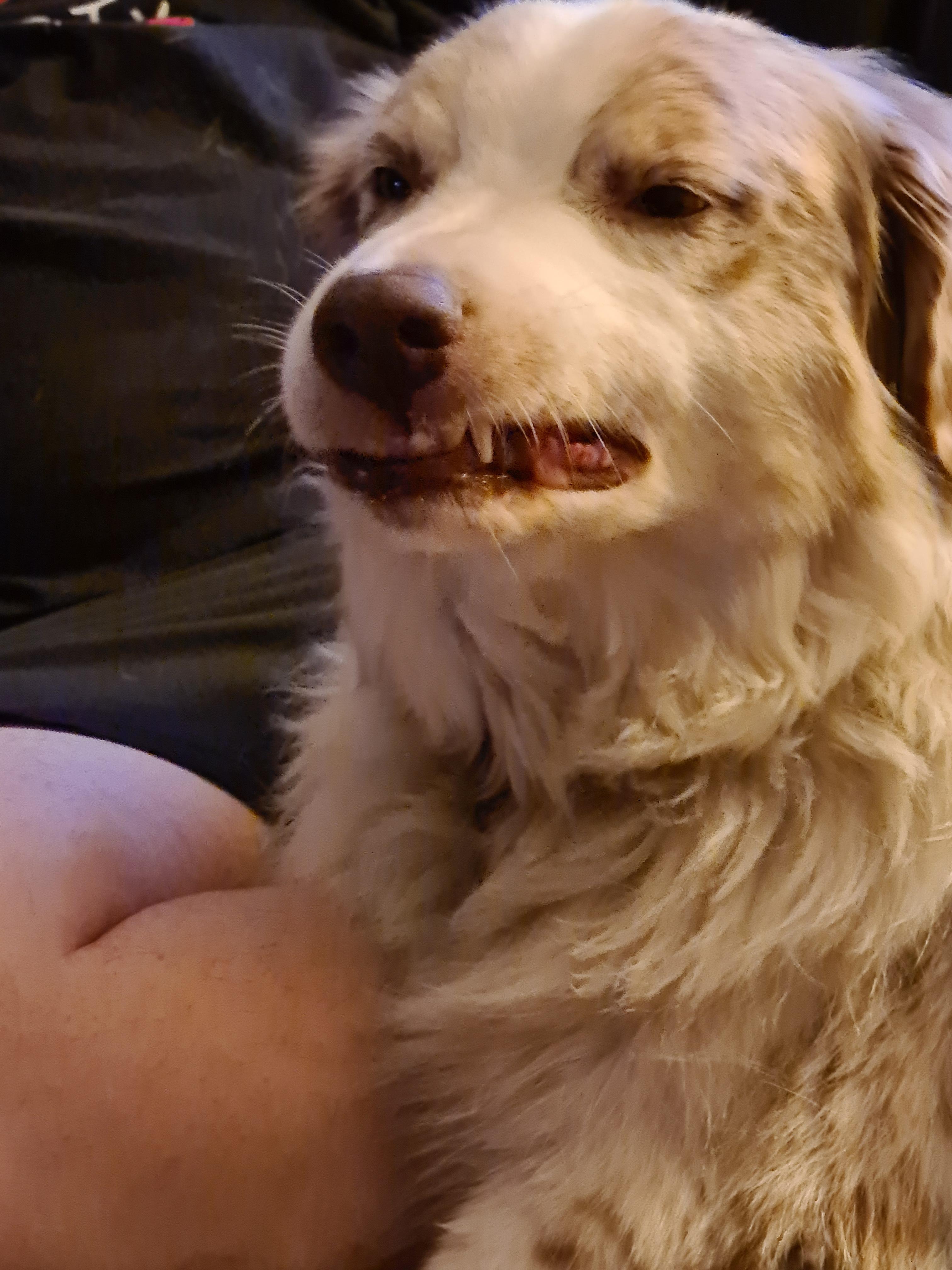 Wanted to catch him mid-yawn but the camera was too slow. I hope this is derpy enough to be ...