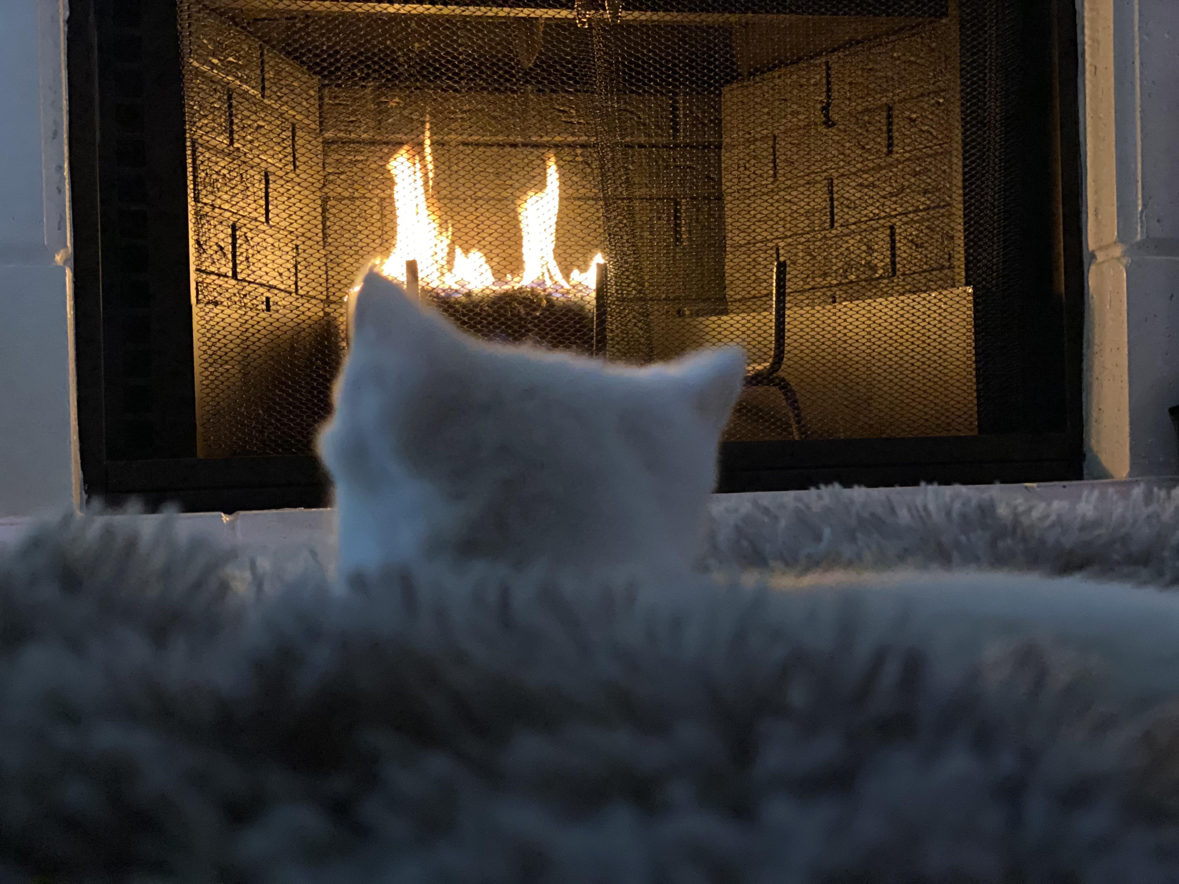 warm cat is a happy cat | Scrolller