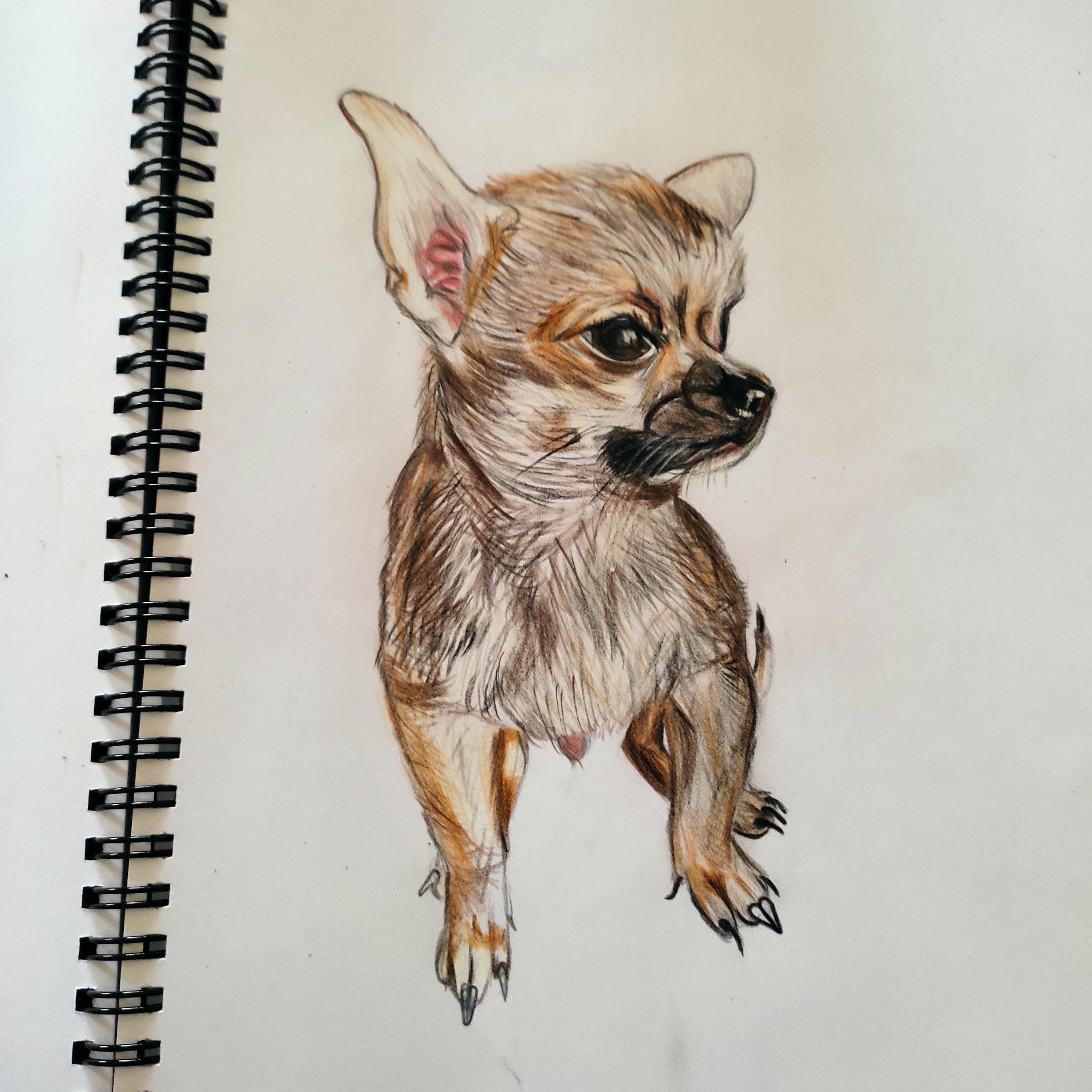 Was really inspired by this little gentleman, Pablo | Scrolller