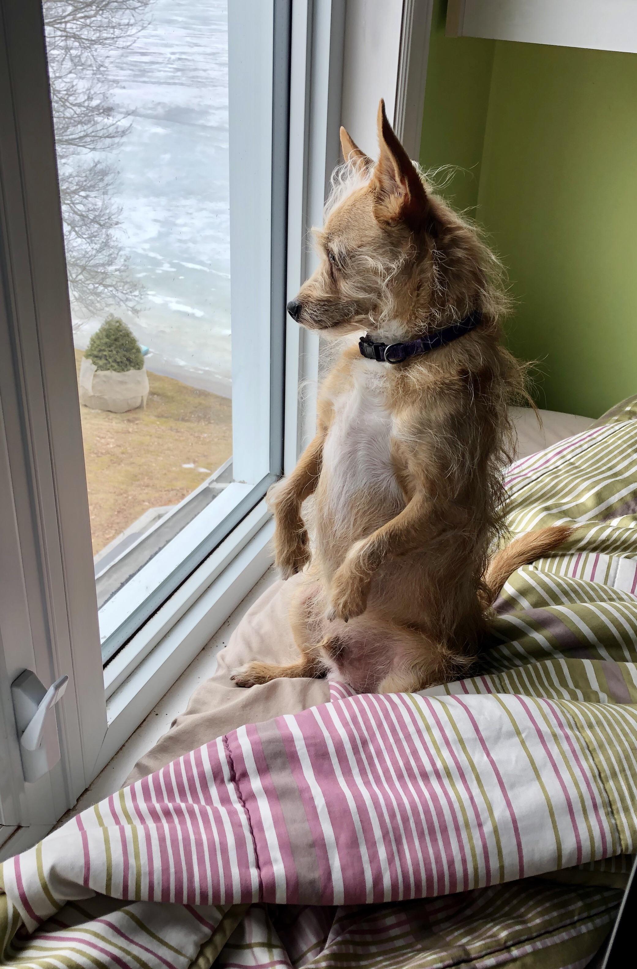 Watching squirrels in comfort. | Scrolller