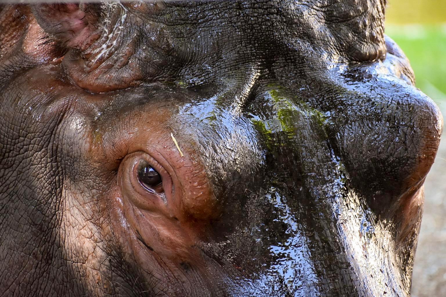 Water glistening off this beautiful hippopotamus | Scrolller