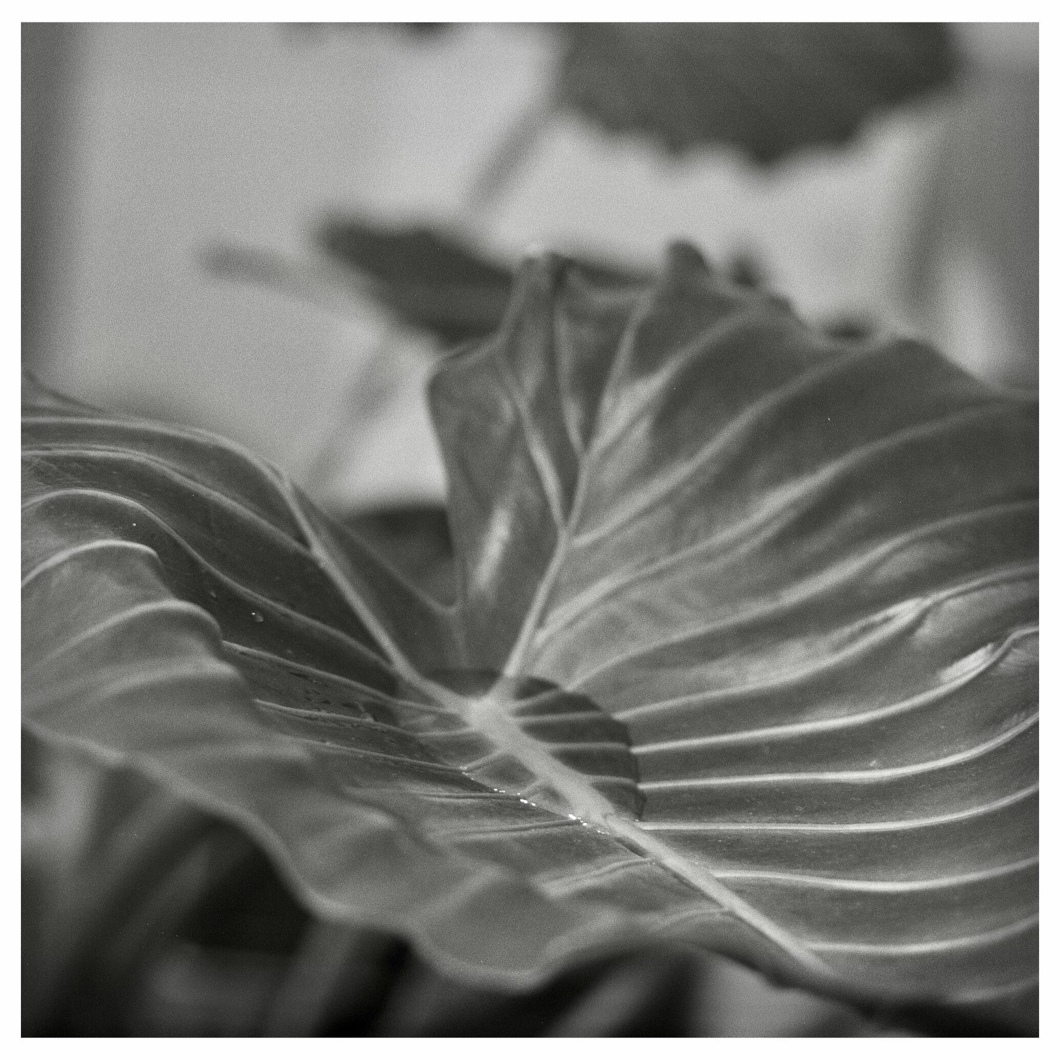 Water leaf (Pentax 645, 80-160 Pentax-A lens, Ilford HP5 400) | Scrolller