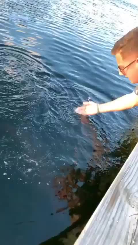 Wcgw teasing a fish | Scrolller