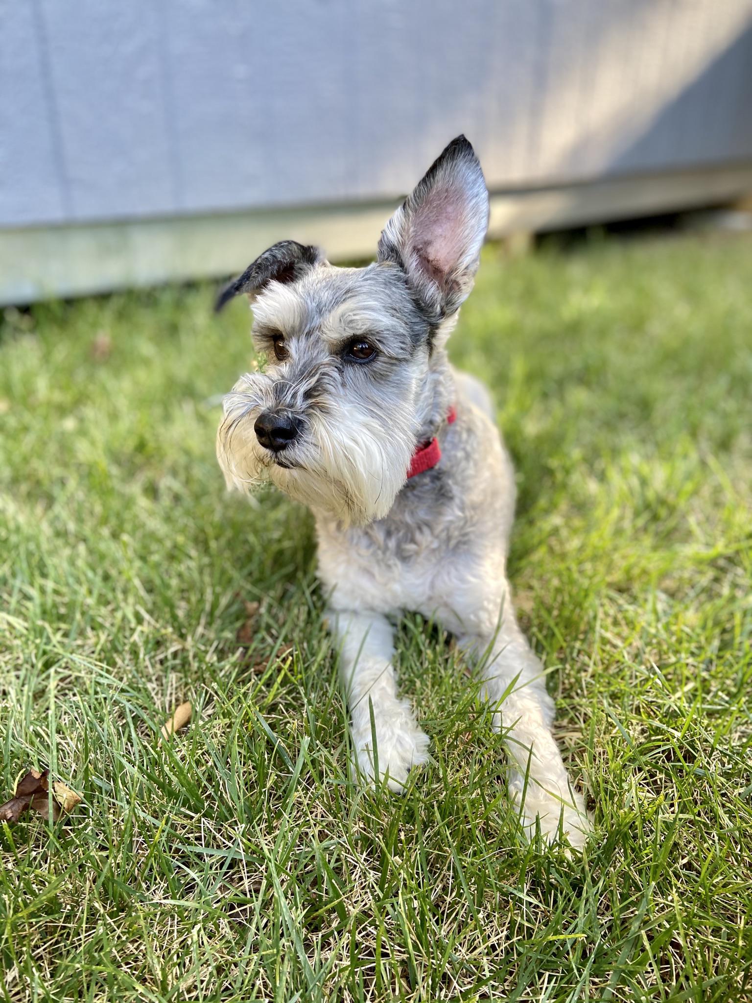 We call it his radar ear | Scrolller