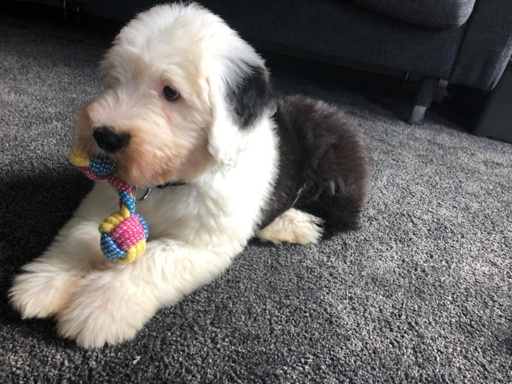 We just picked up this handsome boy - meet Barney | Scrolller