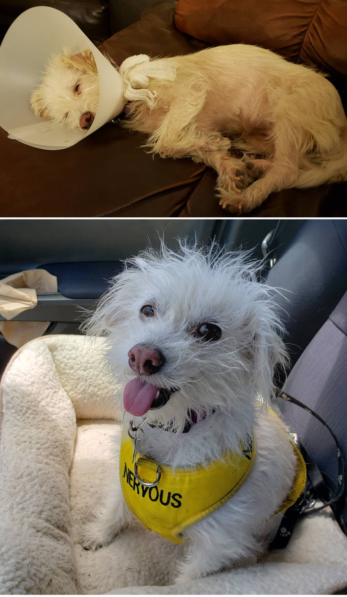 We picked up Tiny Tina from a pretty bad hoarding situation a year ago ...