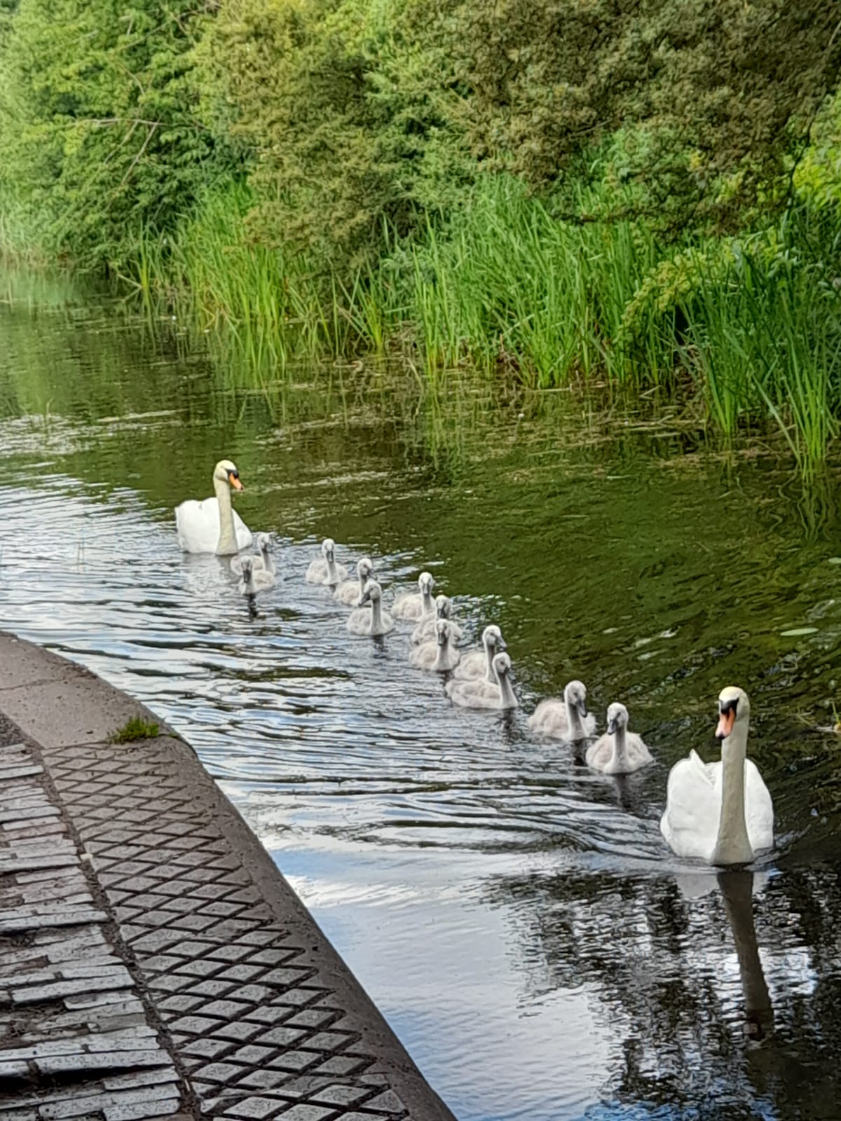 We saw a swan train! | Scrolller