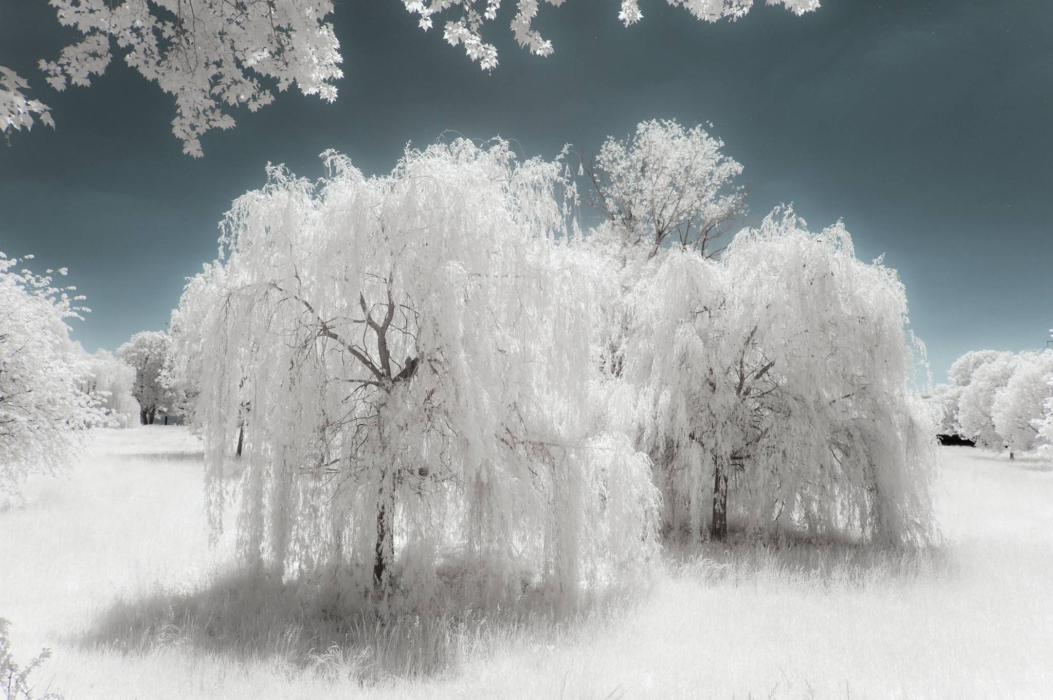 Weeping Willows - Converted Sony A58 - 720nm | Scrolller