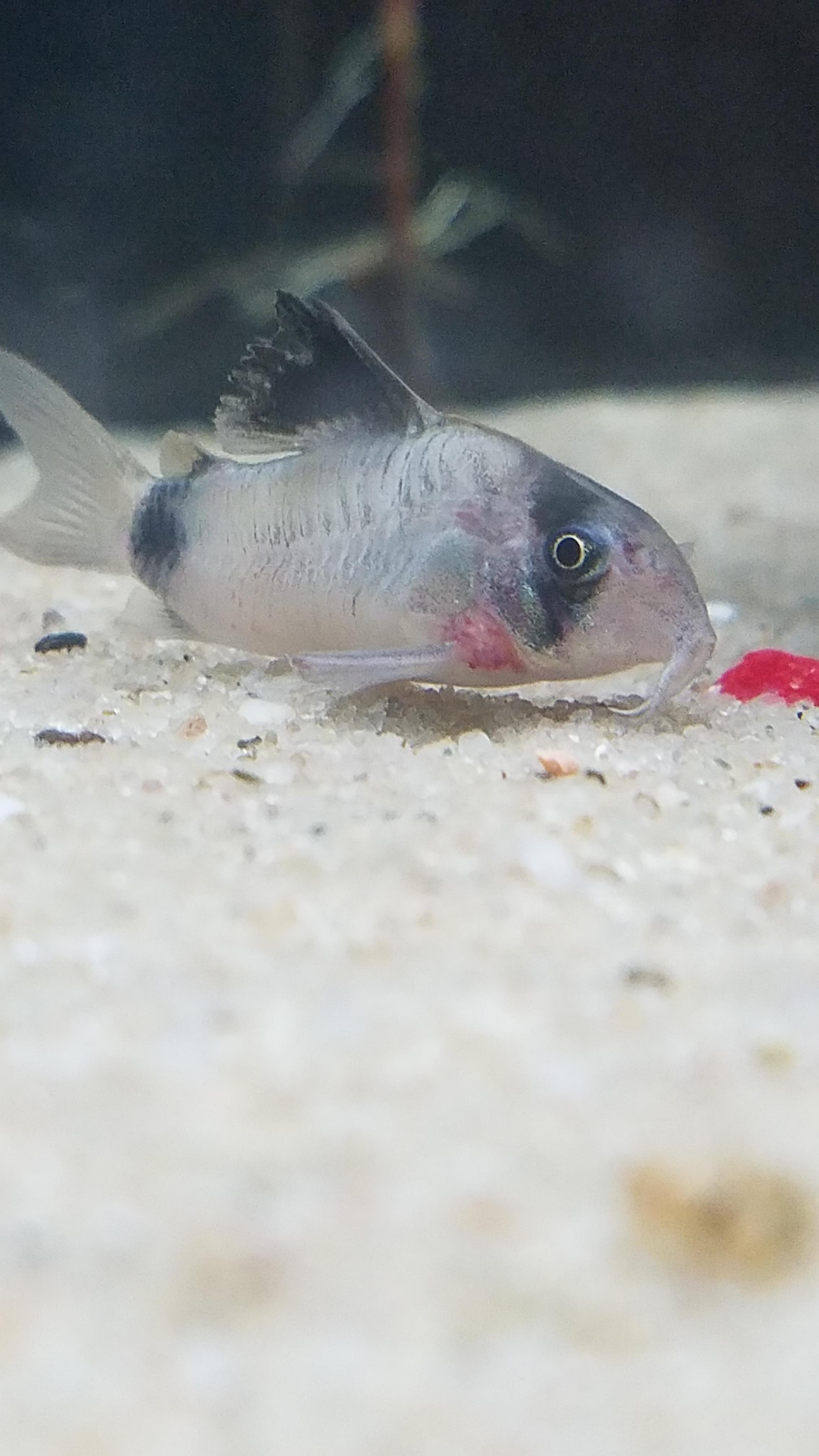 Weird red mark on panda cory? | Scrolller