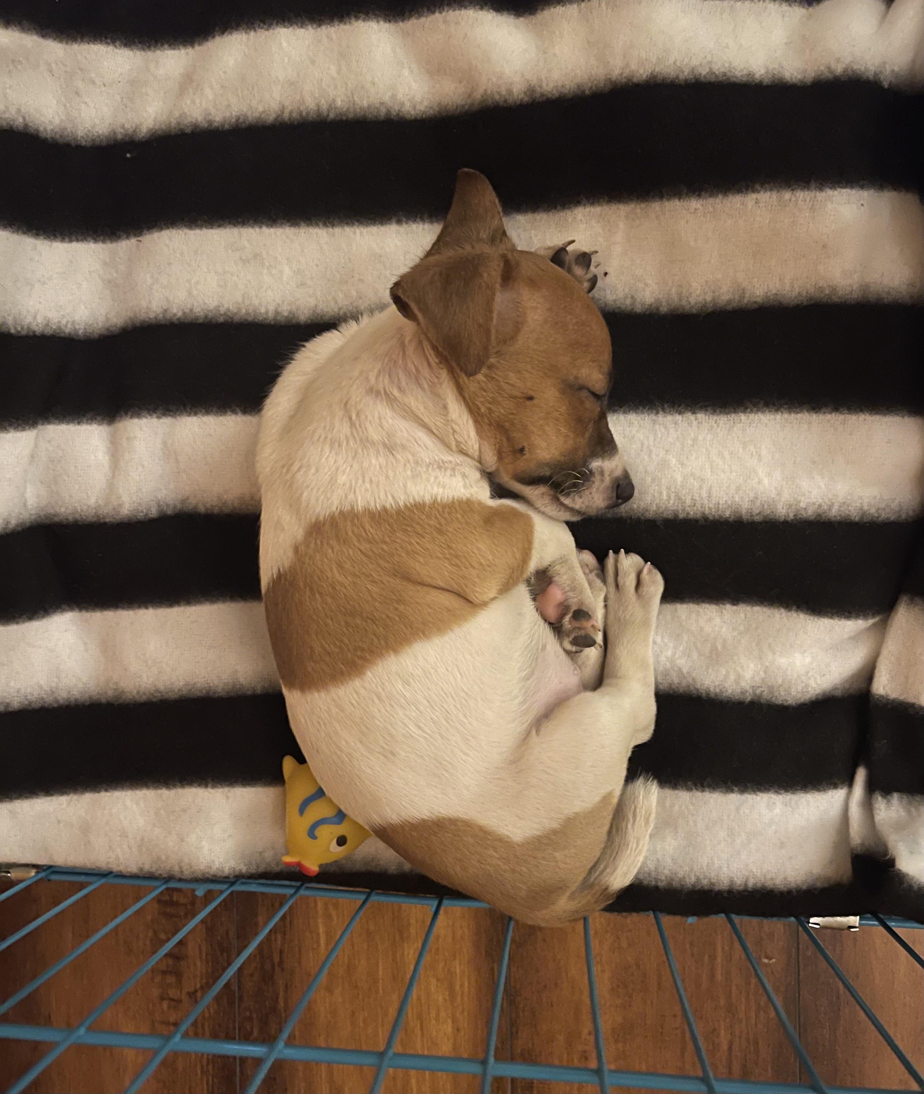 Welcome home lil guy | Scrolller