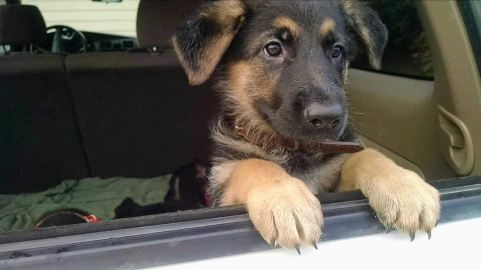 Welcome our new family member Freya! | Scrolller