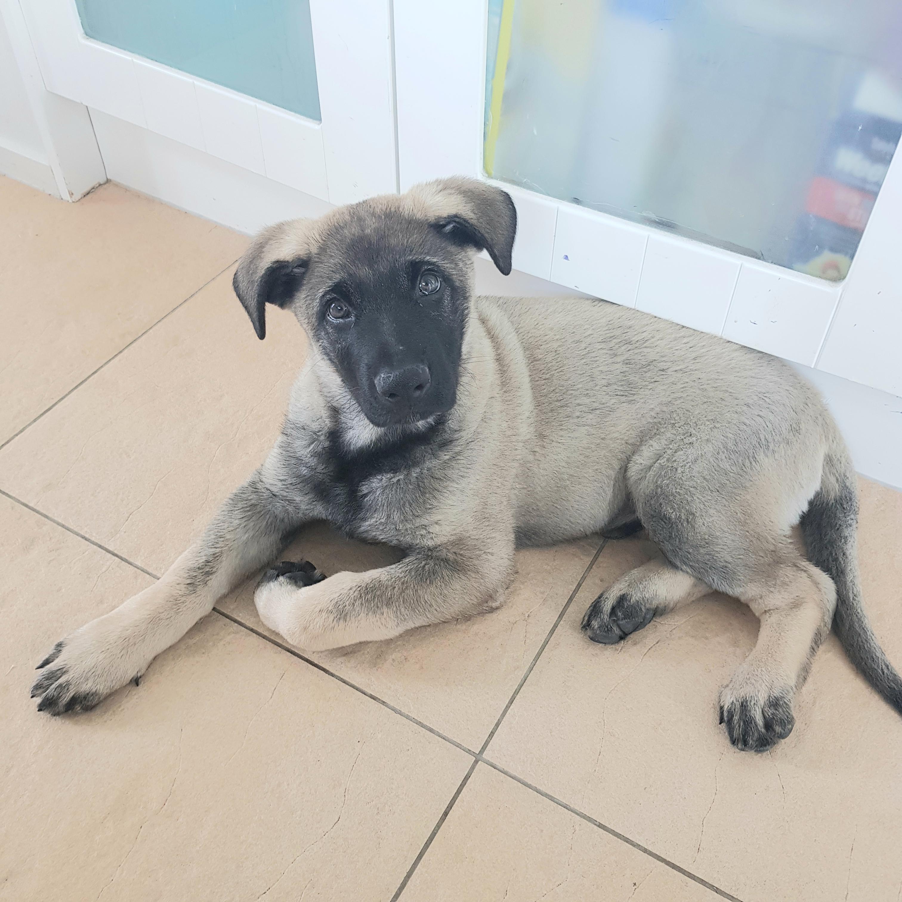 Welcome, Phoenix! 9 weeks old and already winning hearts | Scrolller