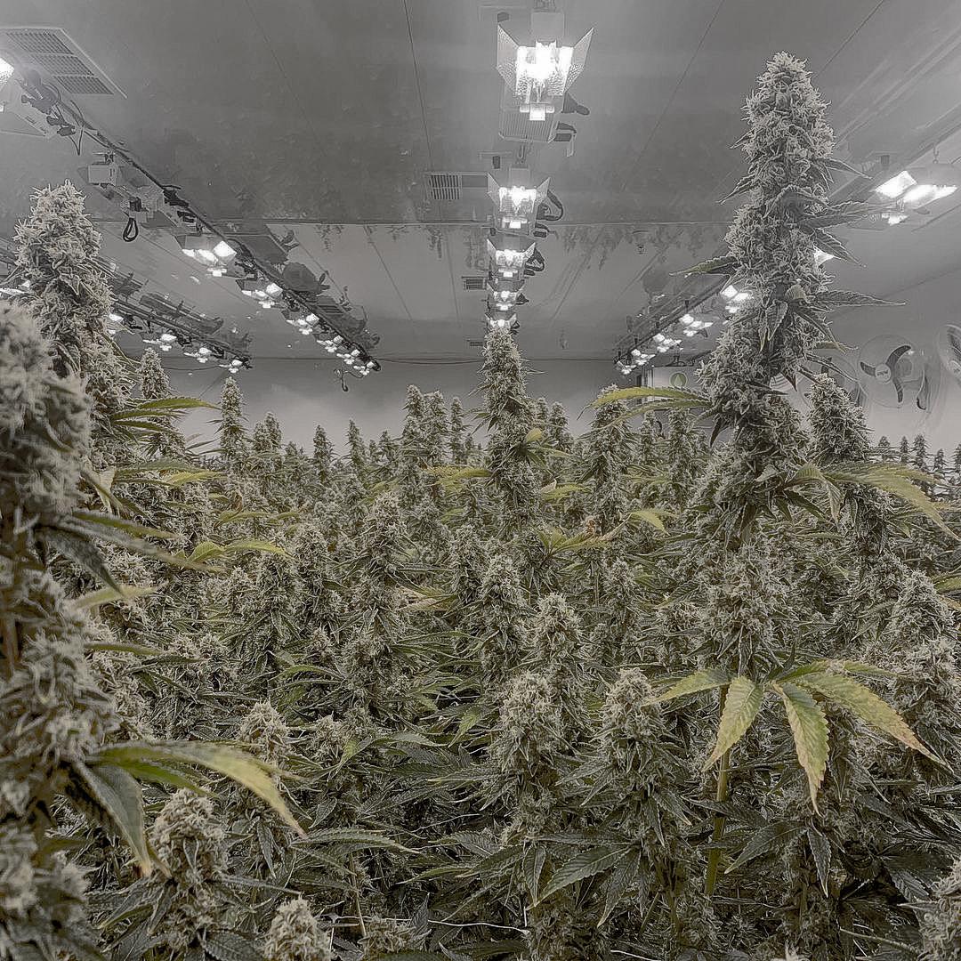 Welcome to the jungle - GMO Cookies | Scrolller