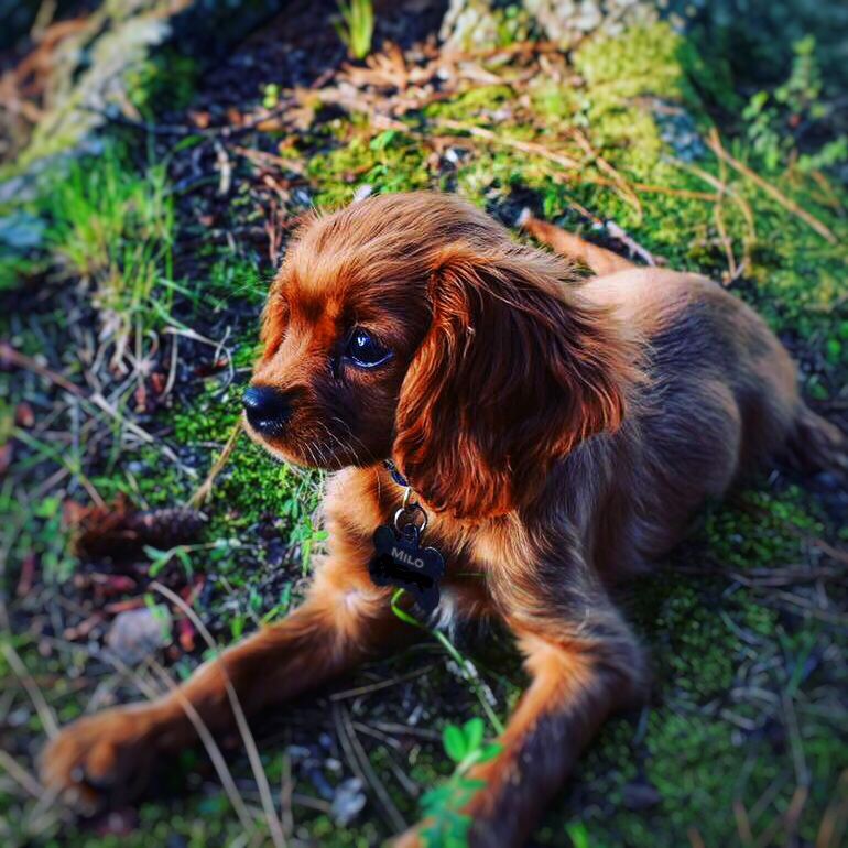 Welcome to the pack Milo! | Scrolller