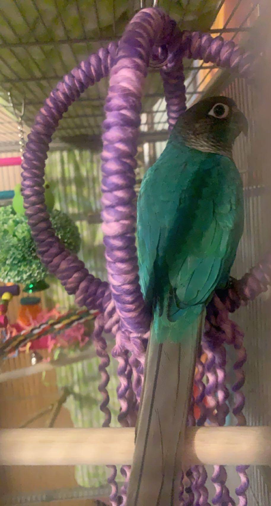 Welcoming Ms.Iris into my flock💕💕💕 | Scrolller