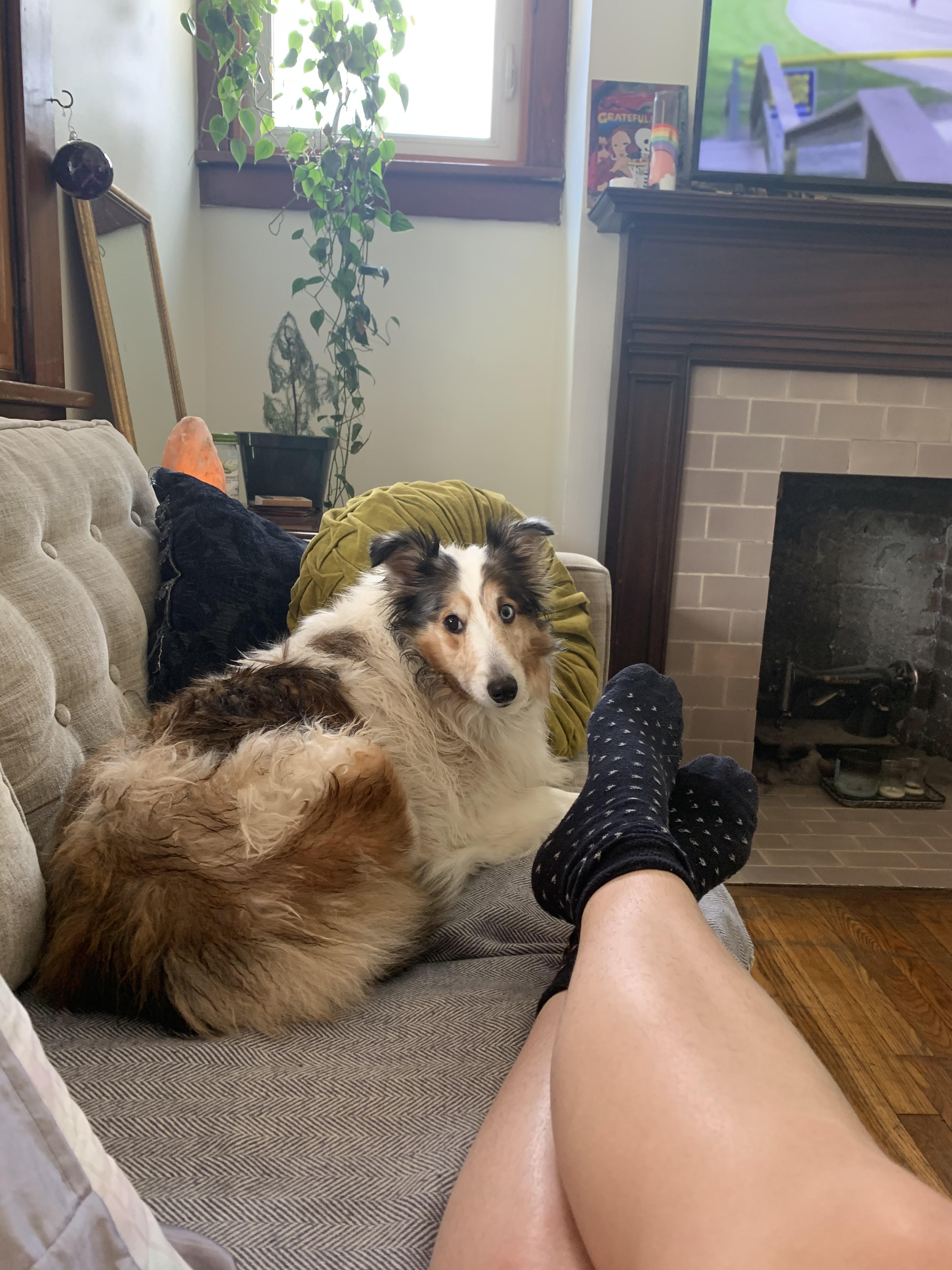 Wet chicken or wet Sheltie? | Scrolller