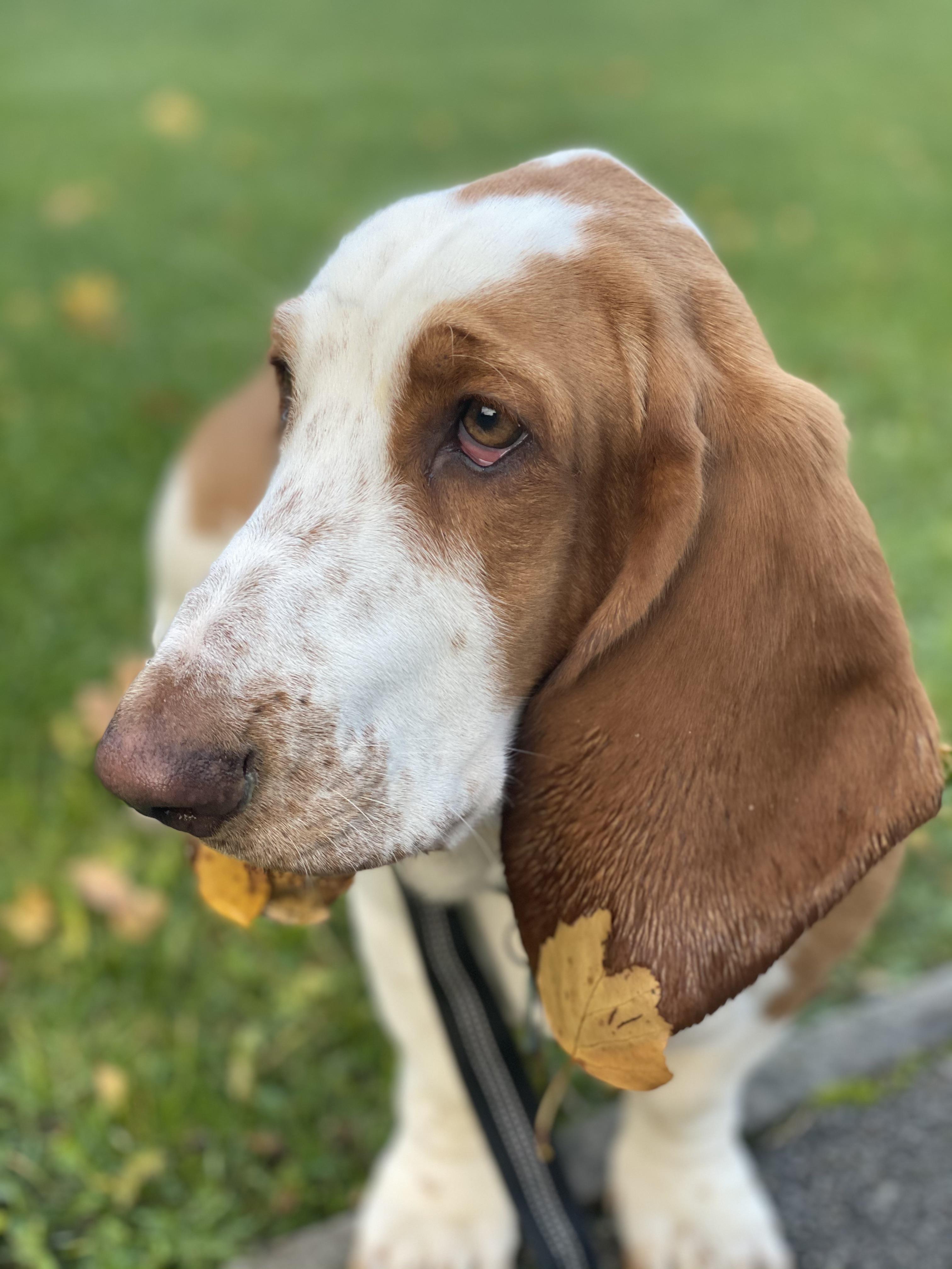 Wet ears = Easy leaf pick up | Scrolller