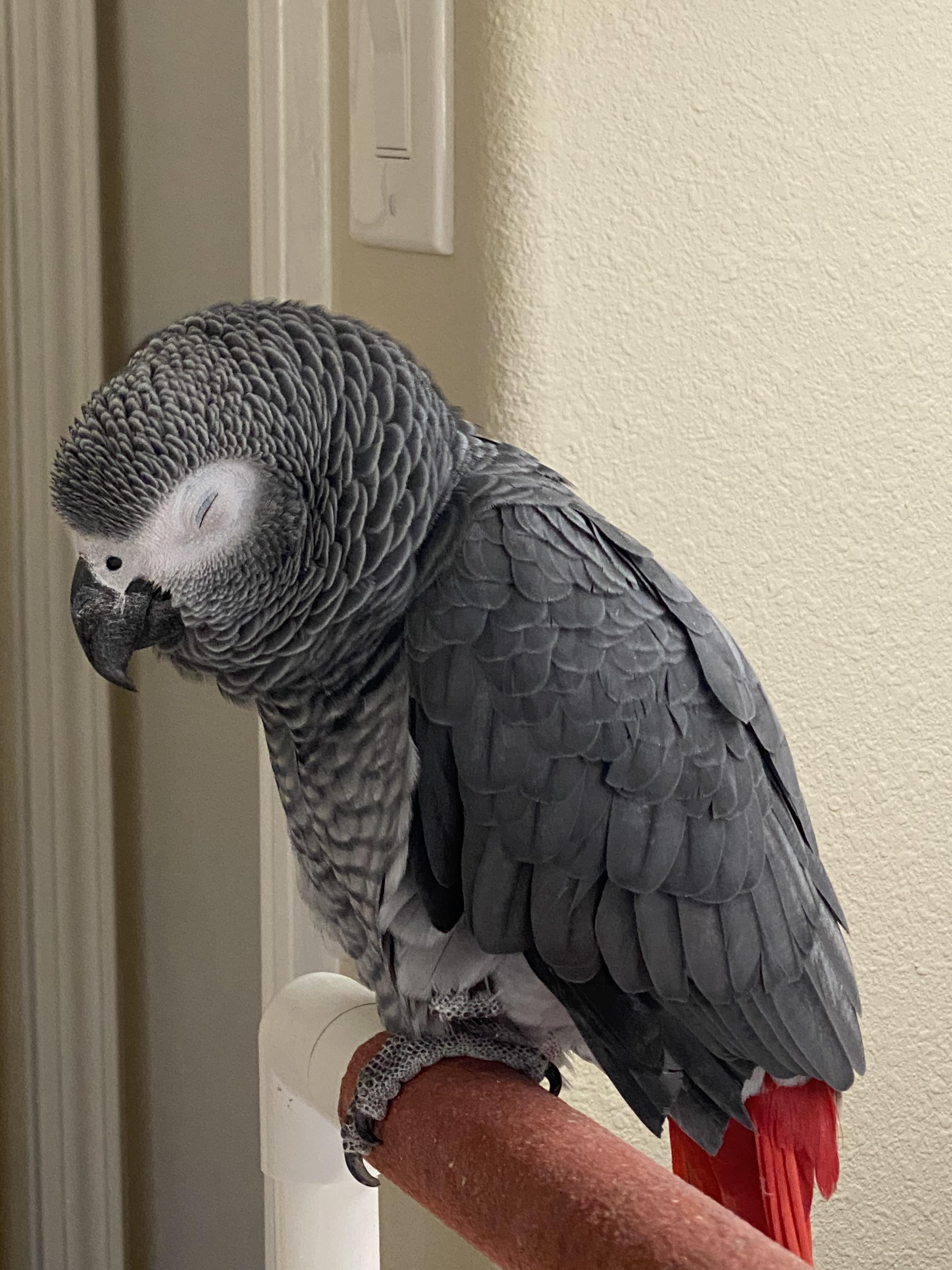 WFH co-worker sleeping on the job | Scrolller